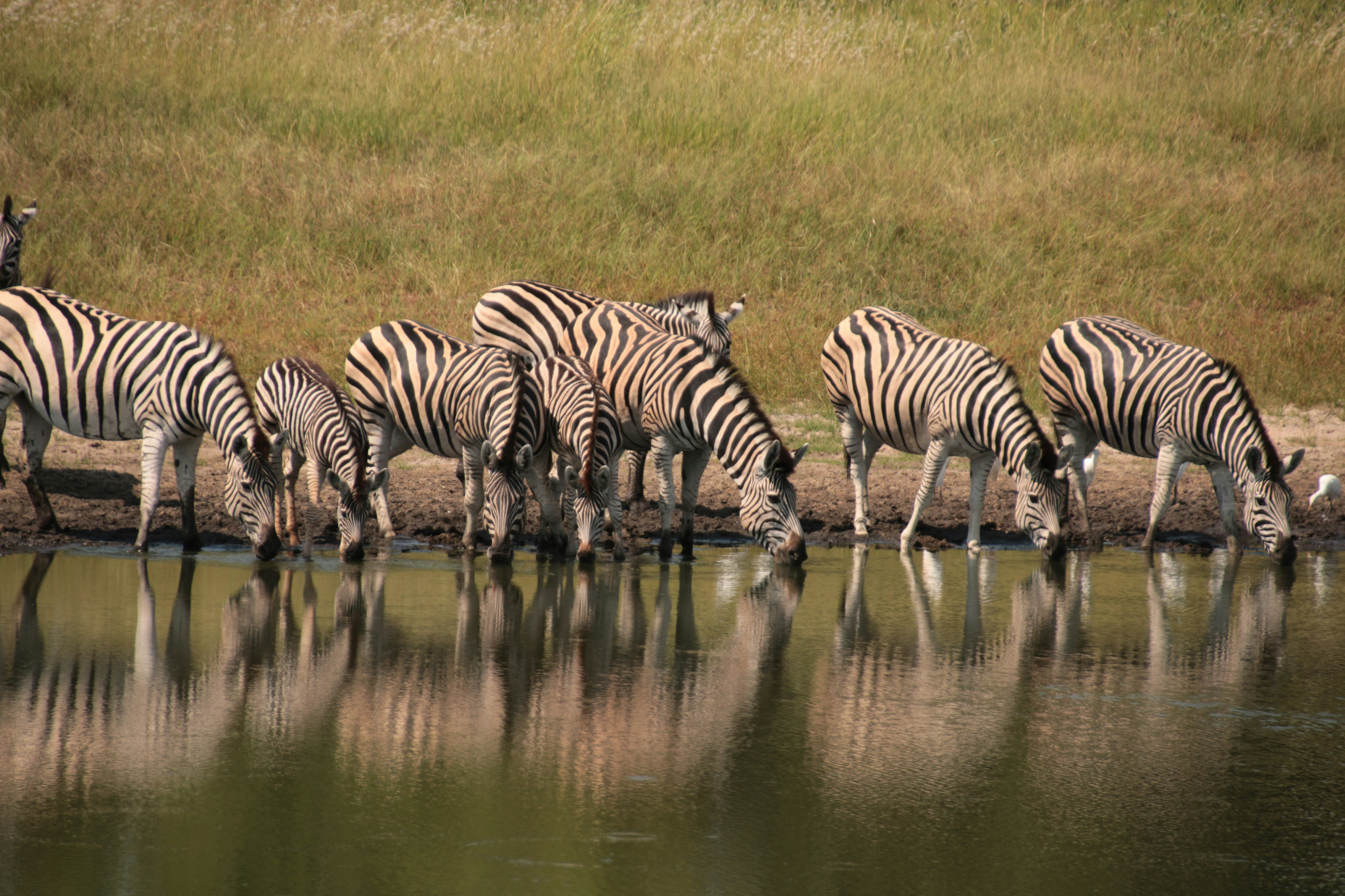 A herd of zebra drinking water from a pond photo – Free Chobe river ...