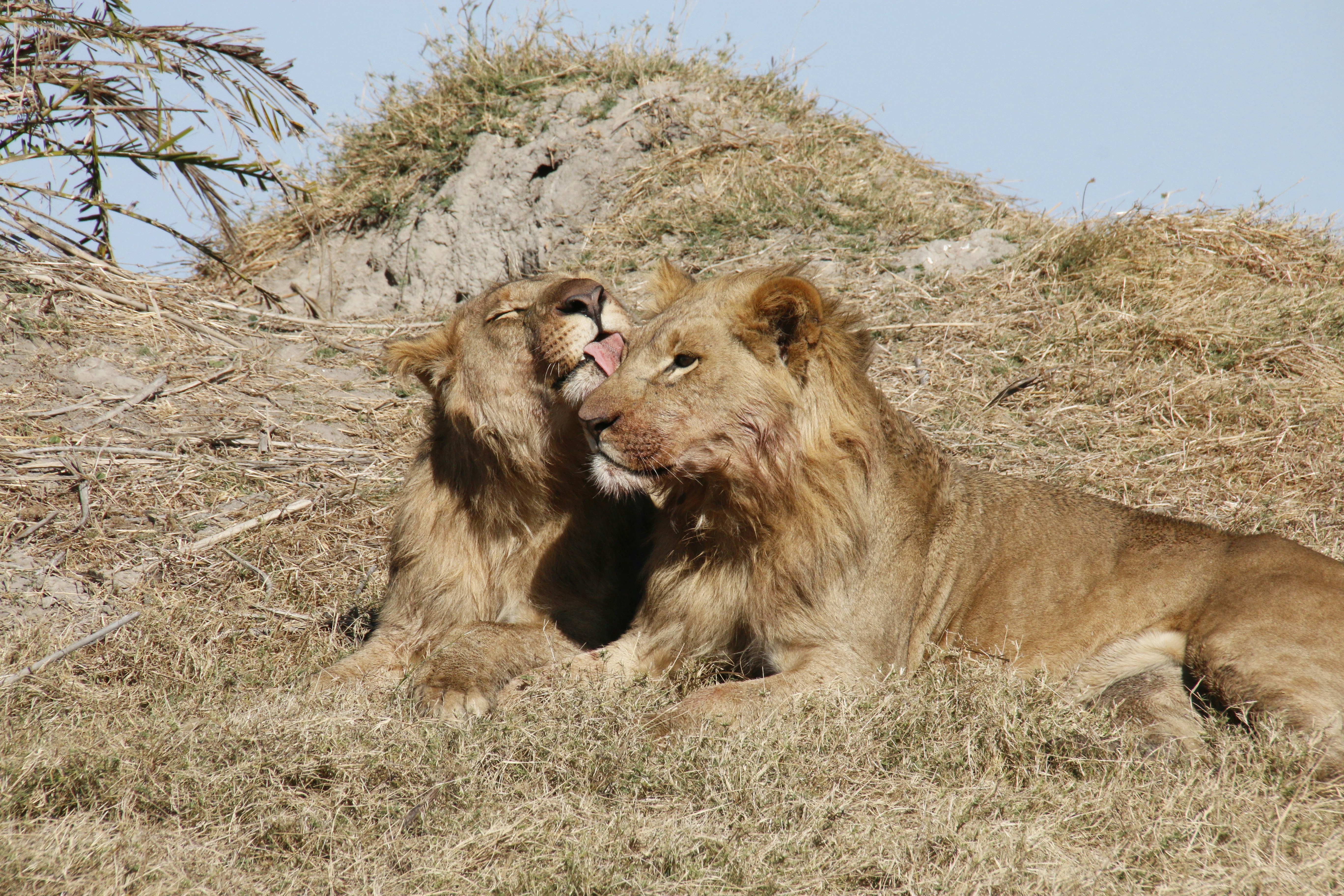 A couple of lions laying on top of a dry grass field photo – Free ...