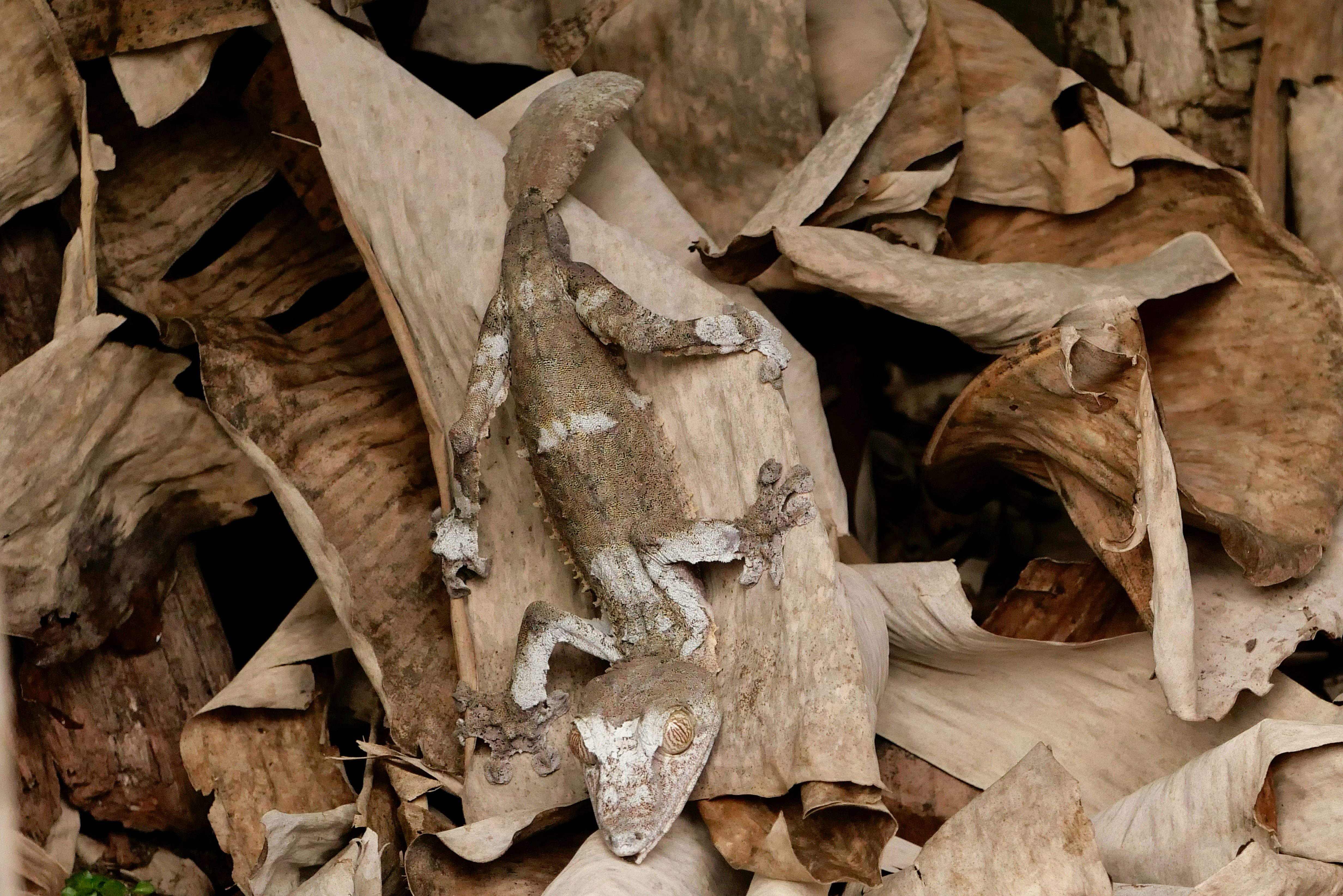 a close up of a lizard on a pile of leaves