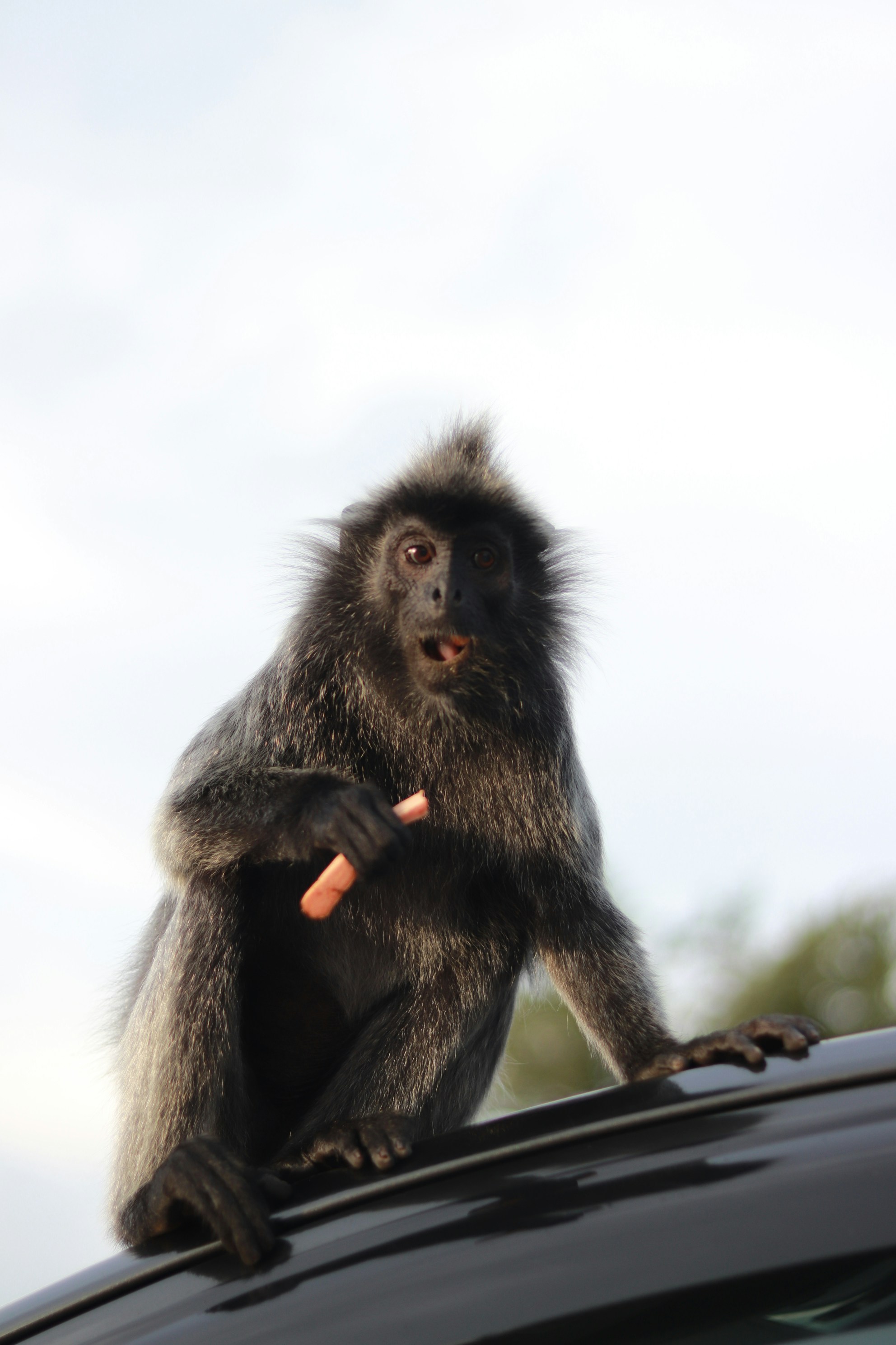 Langur on a sunlit car hood: a tiny snack, a bold gaze