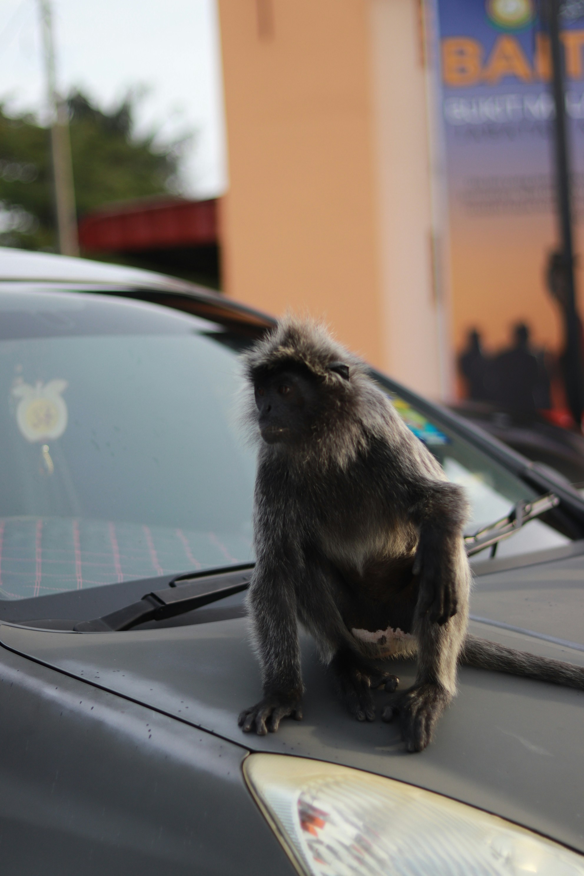 A monkey sitting on the hood of a car photo – Free Monkey Image on Unsplash