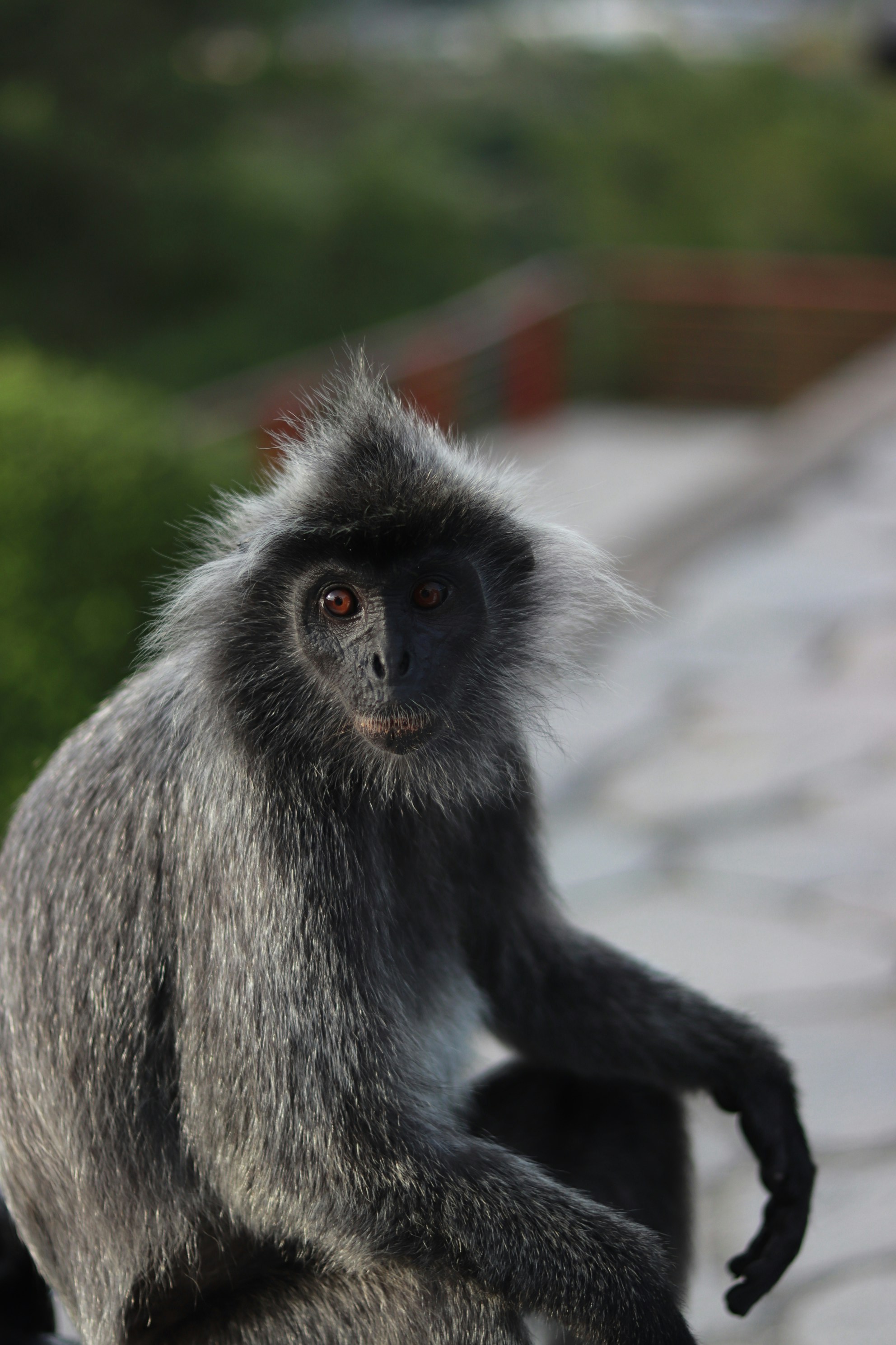 A gray monkey gazes intently from its perch, surrounded by lush greenery and stone pathways.