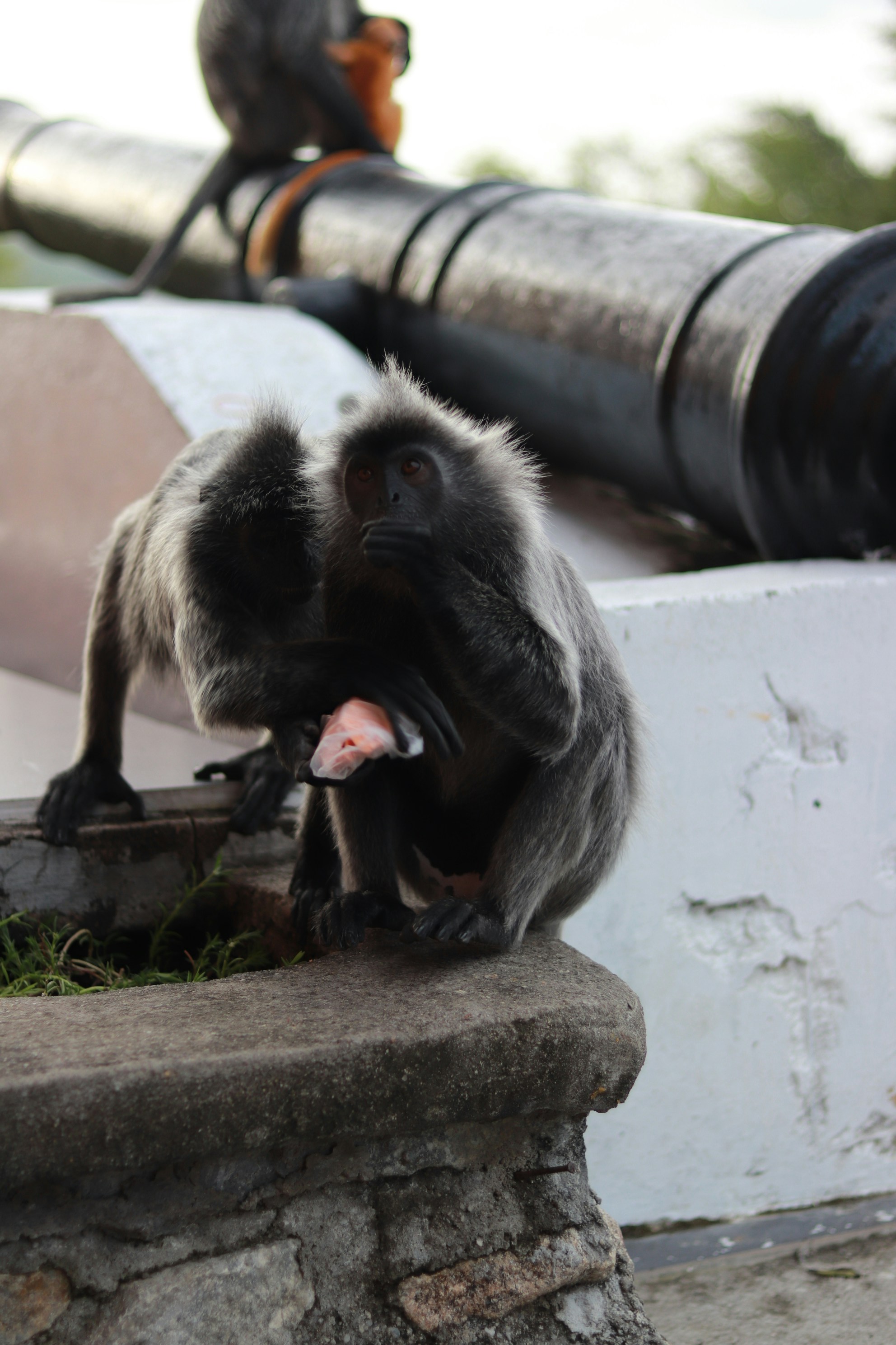 Curious Vantage: Monkey with a Cracking Snack in the Sunlit Rooftop