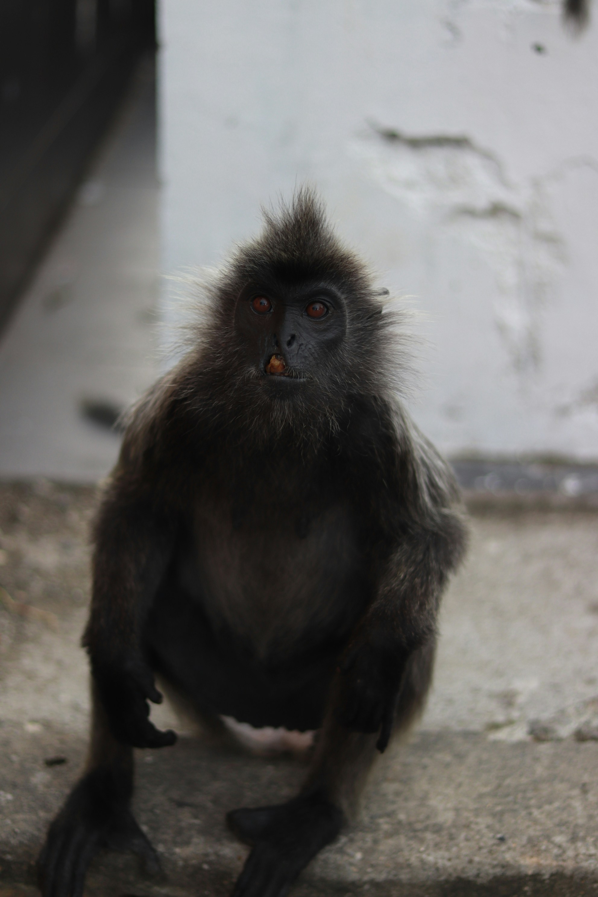 Gaze on Concrete: A Tufted Macaque Stands Quiet on an Urban Threshold
