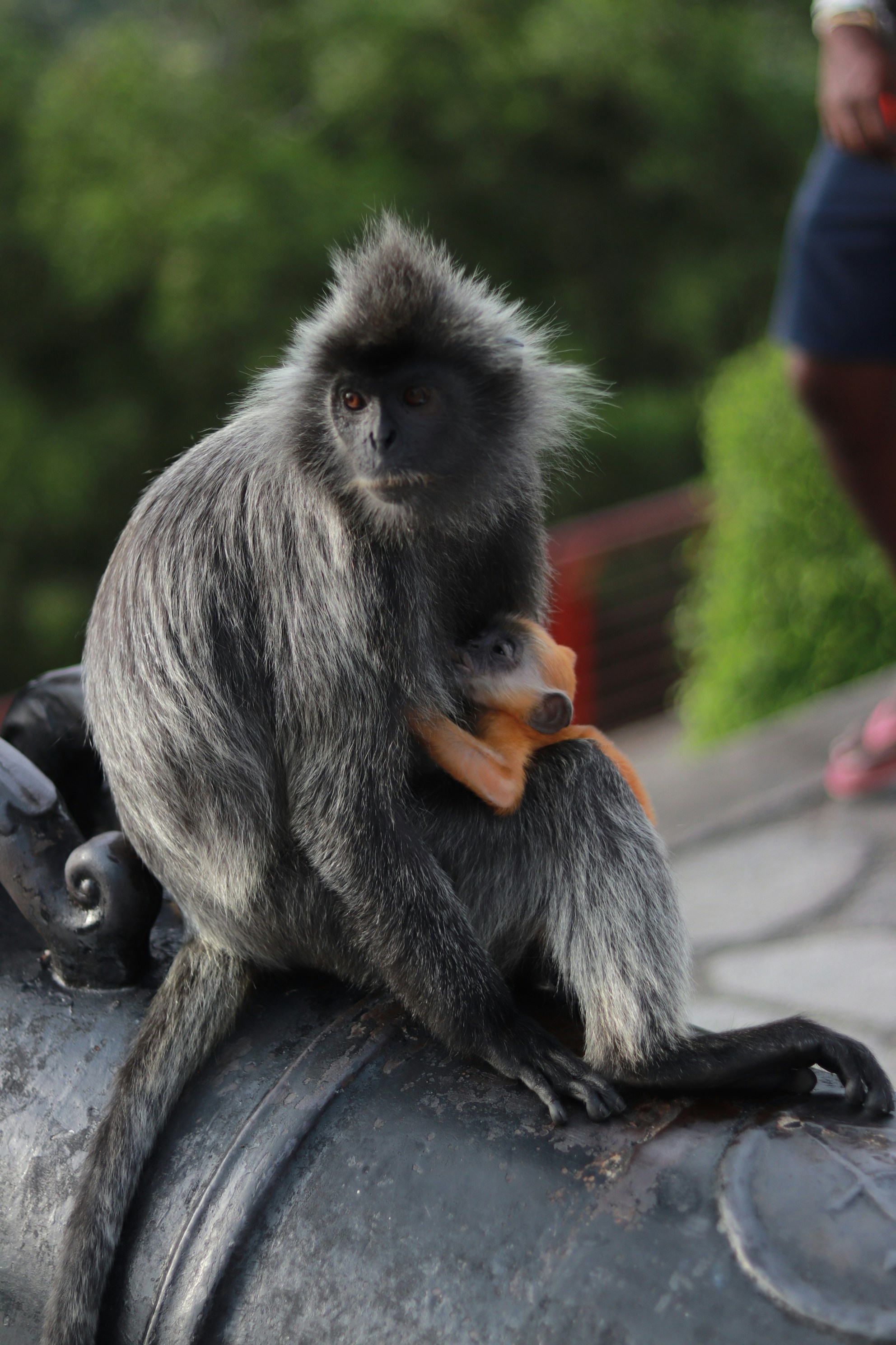 Monkeys on a Weathered Sculpture: A Tender Moment Between Mother and Infant