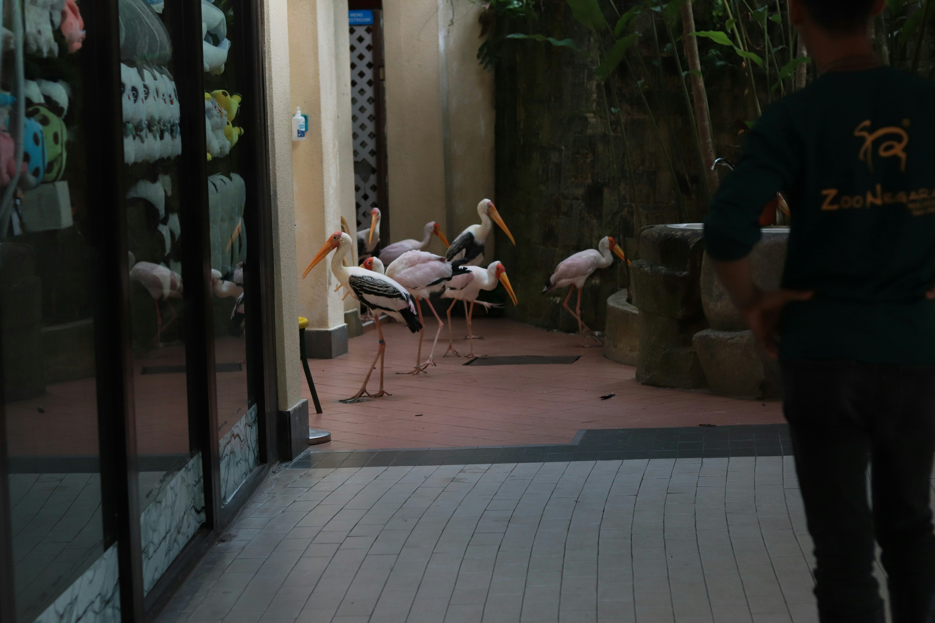 Flamingos at the Quiet Corridor