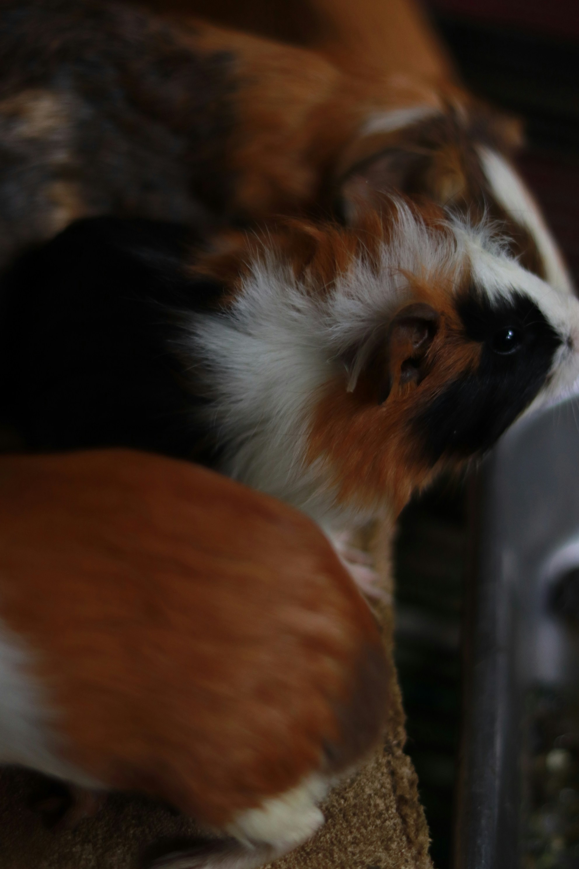 Curled in Warm Fur: A Guinea Pig Hidden in Soft Shadows