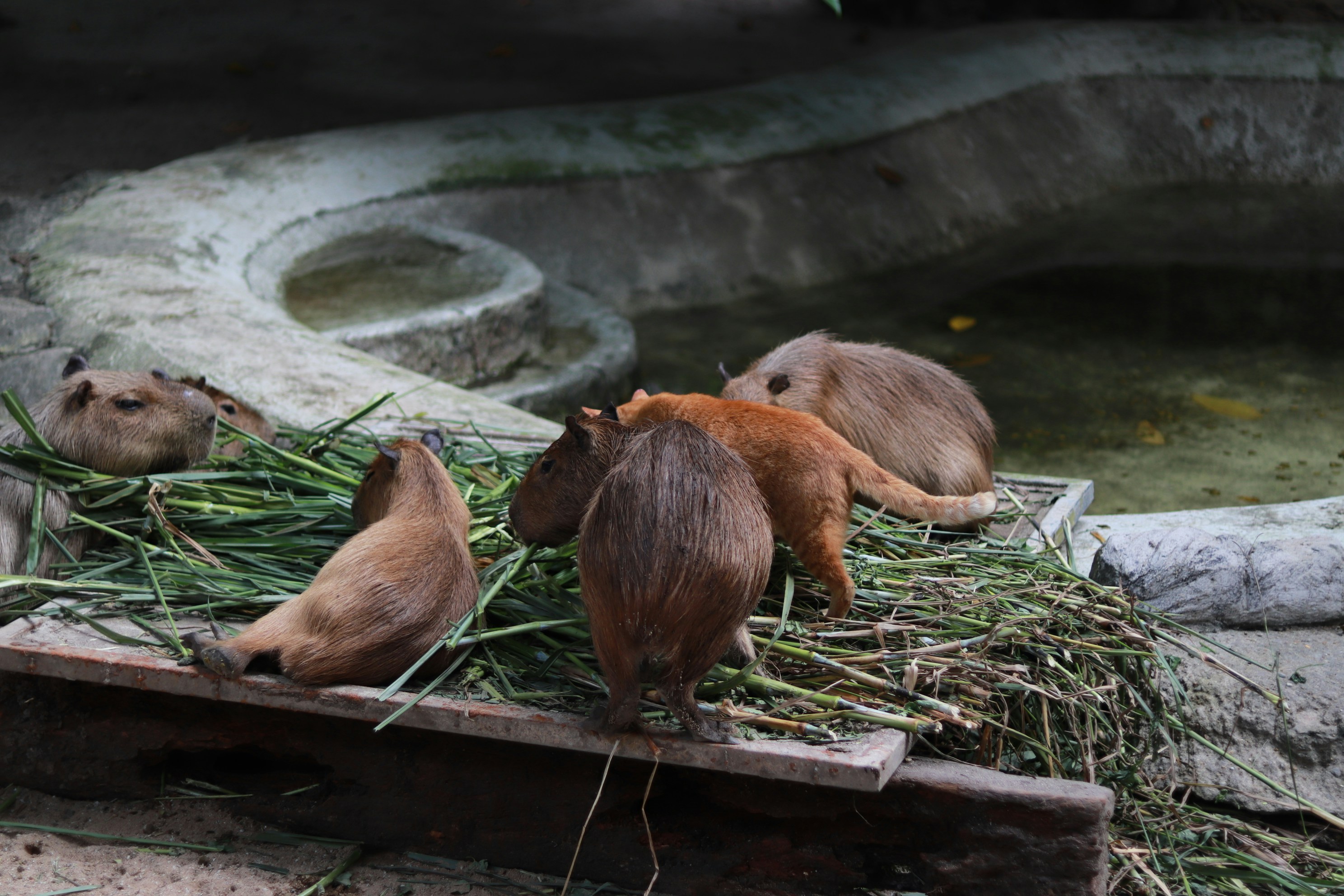 Grass, Wood, and Rodents: Capybaras at the Pond's Edge