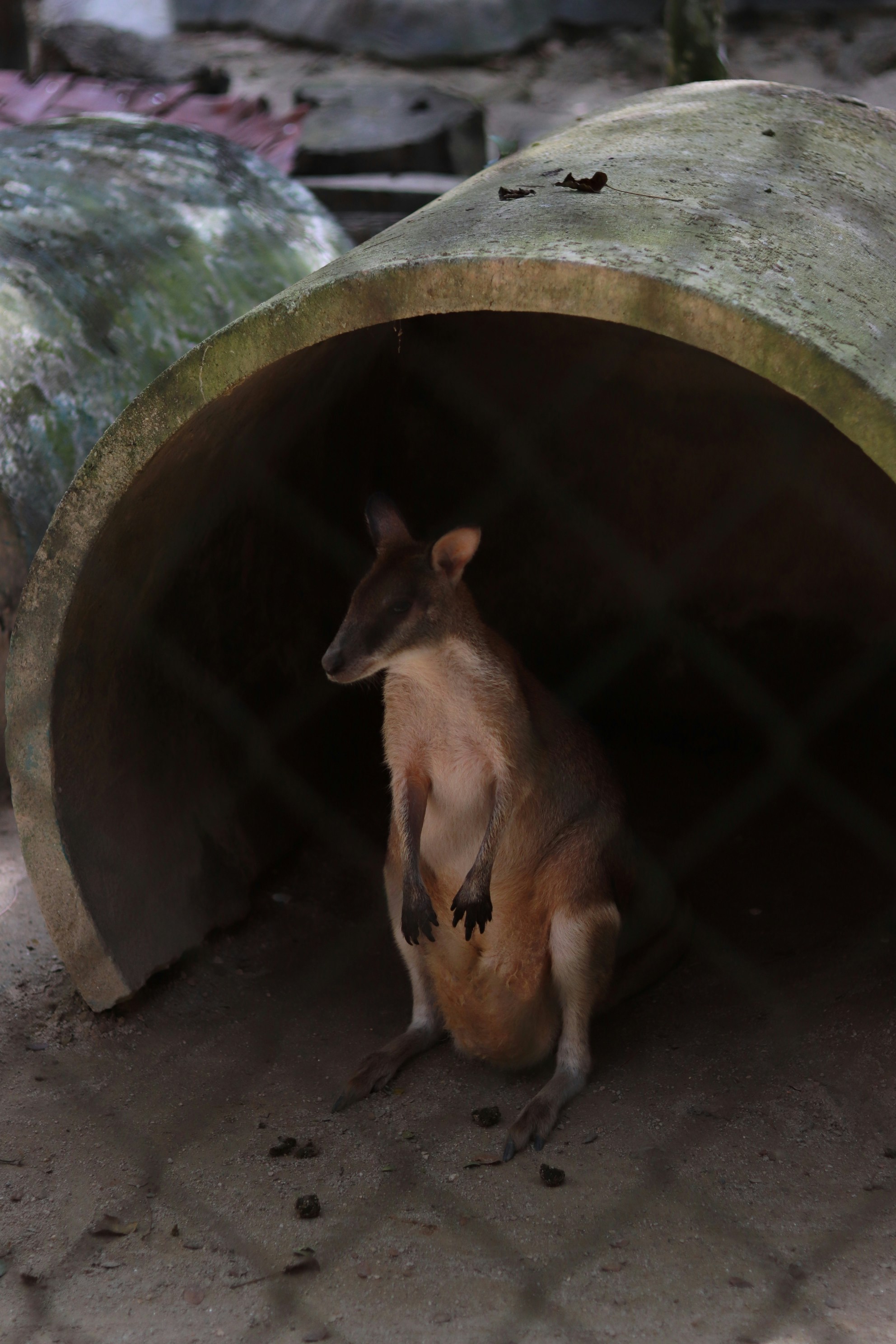 Hidden Orchard Guardian: A Small Kangaroo Peeks from a Concrete Tube
