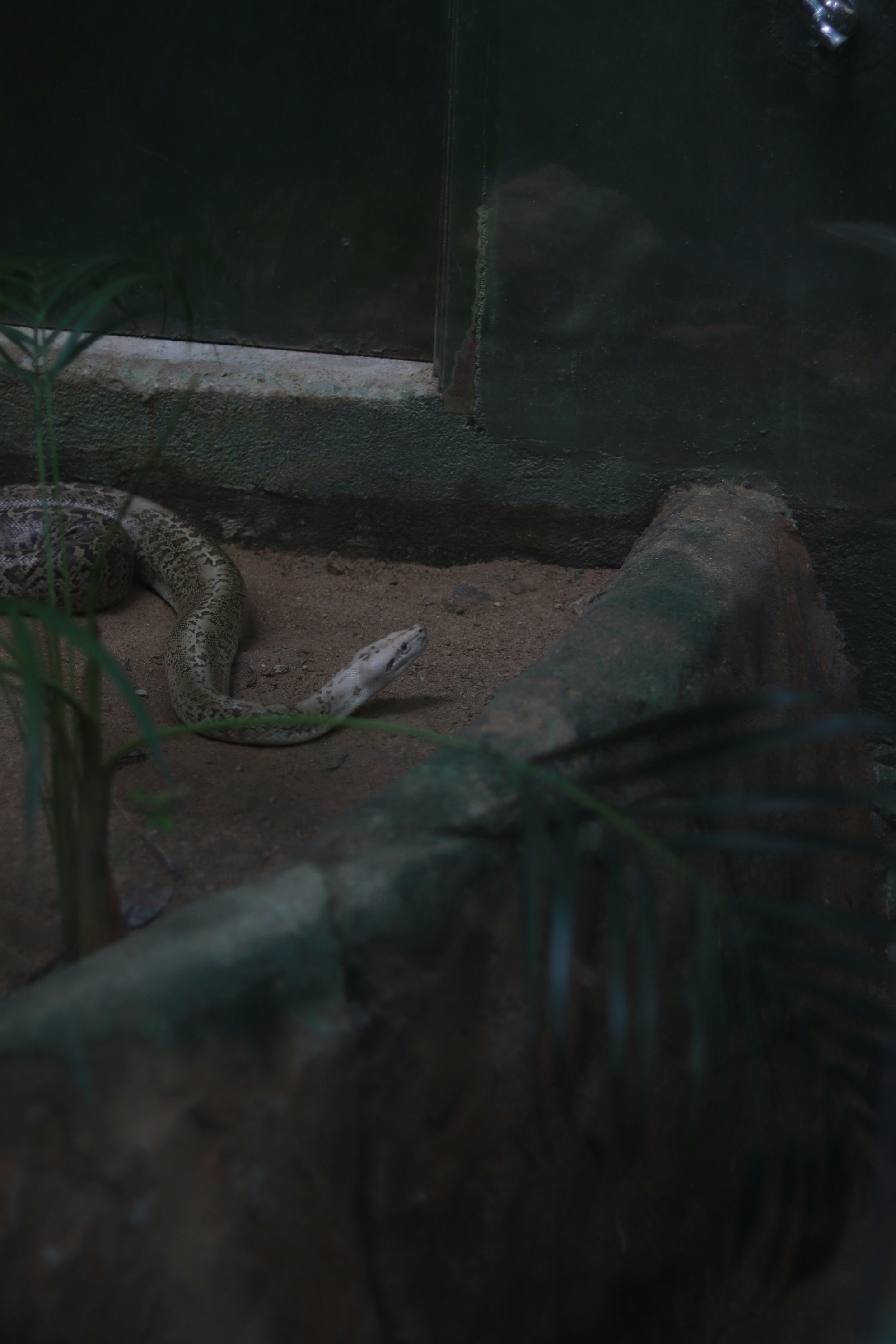 Pale Serpent at the Concrete Margin