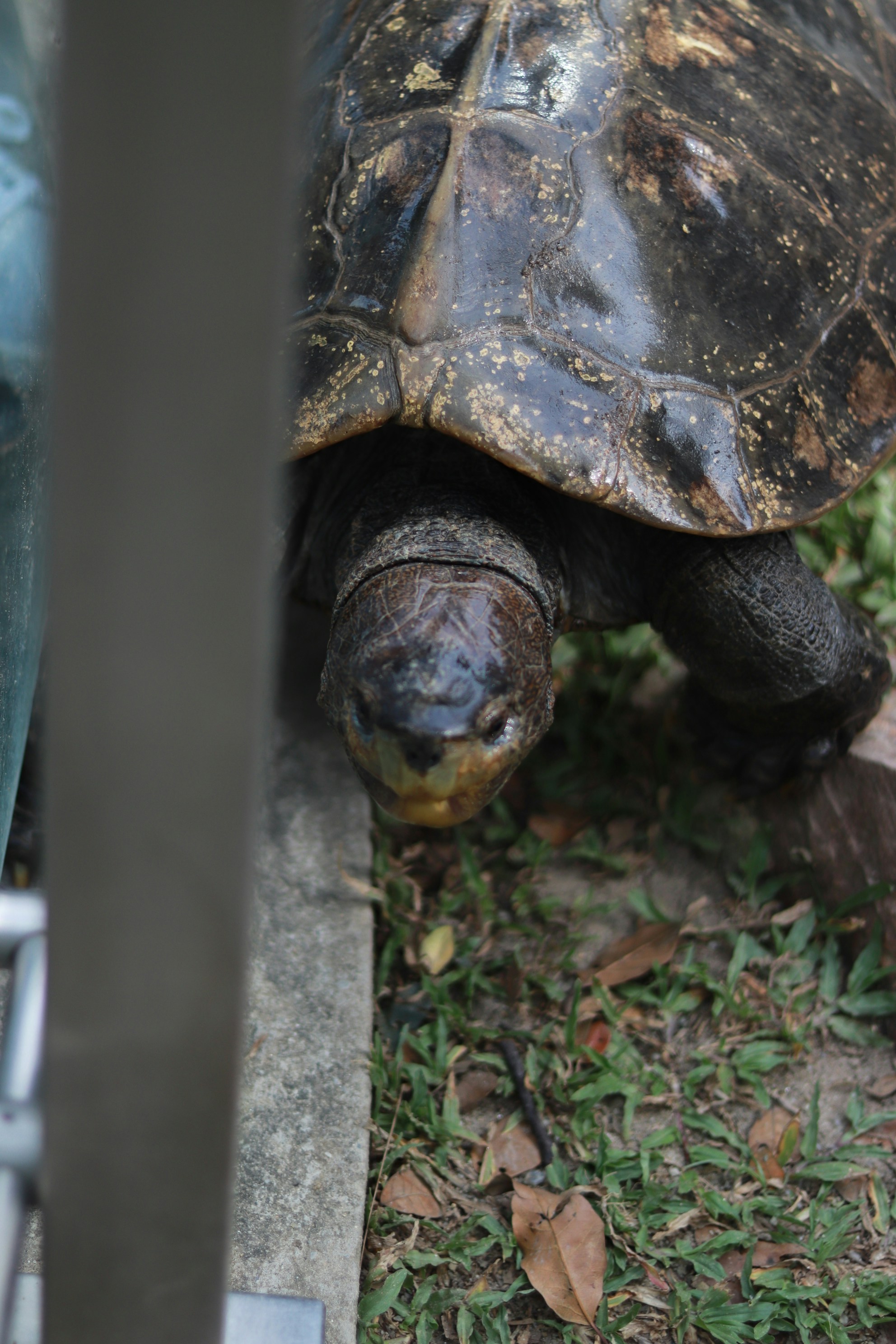 Emergence at the curb: a turtle's close-up as it tests a narrow passage
