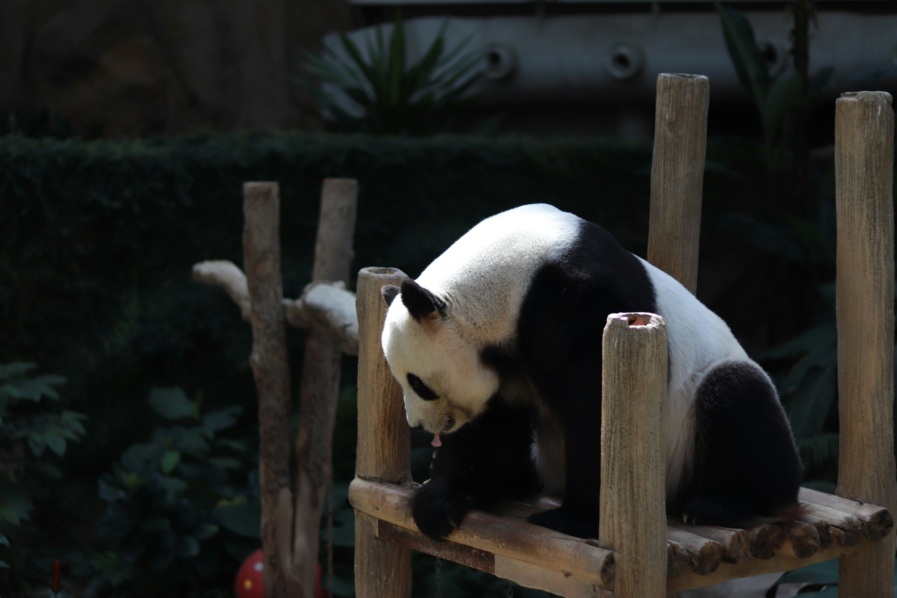 Panda on a Weathered Perch: A Quiet Moment in a Dim Enclosure