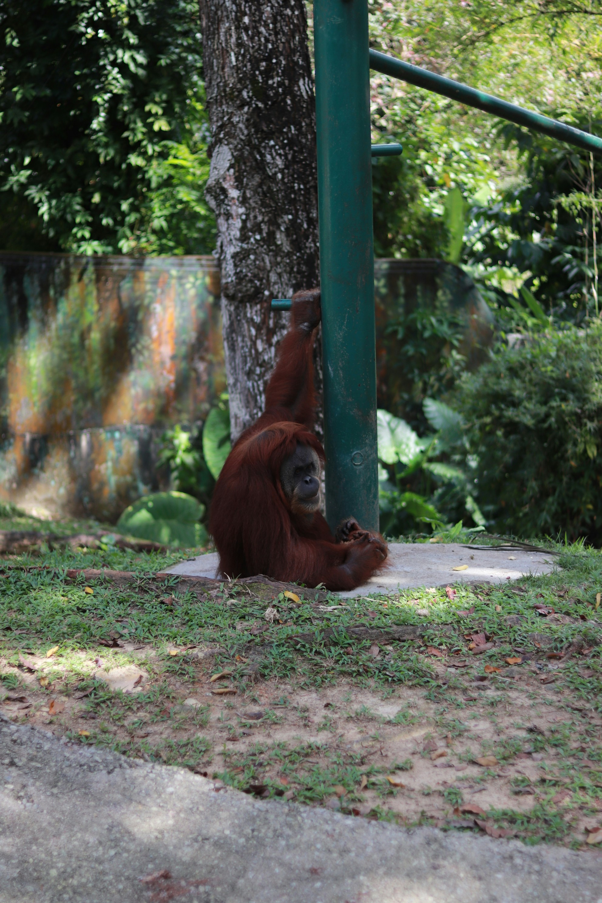 Resting by the Green Pole: An Orangutan in a Sunlit Enclosure