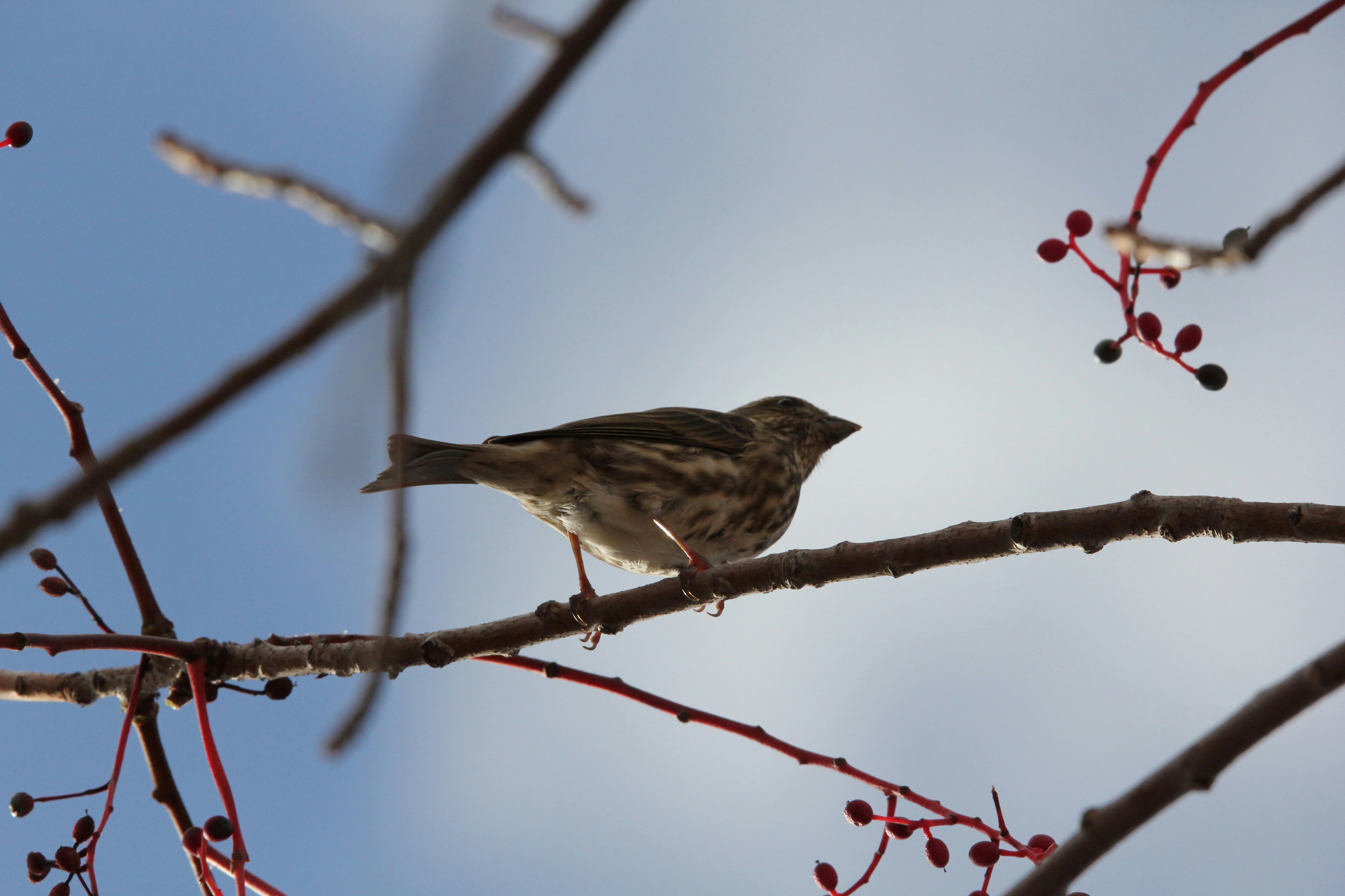 Bird perched on a branch adorned with red berries against a softly blurred sky.