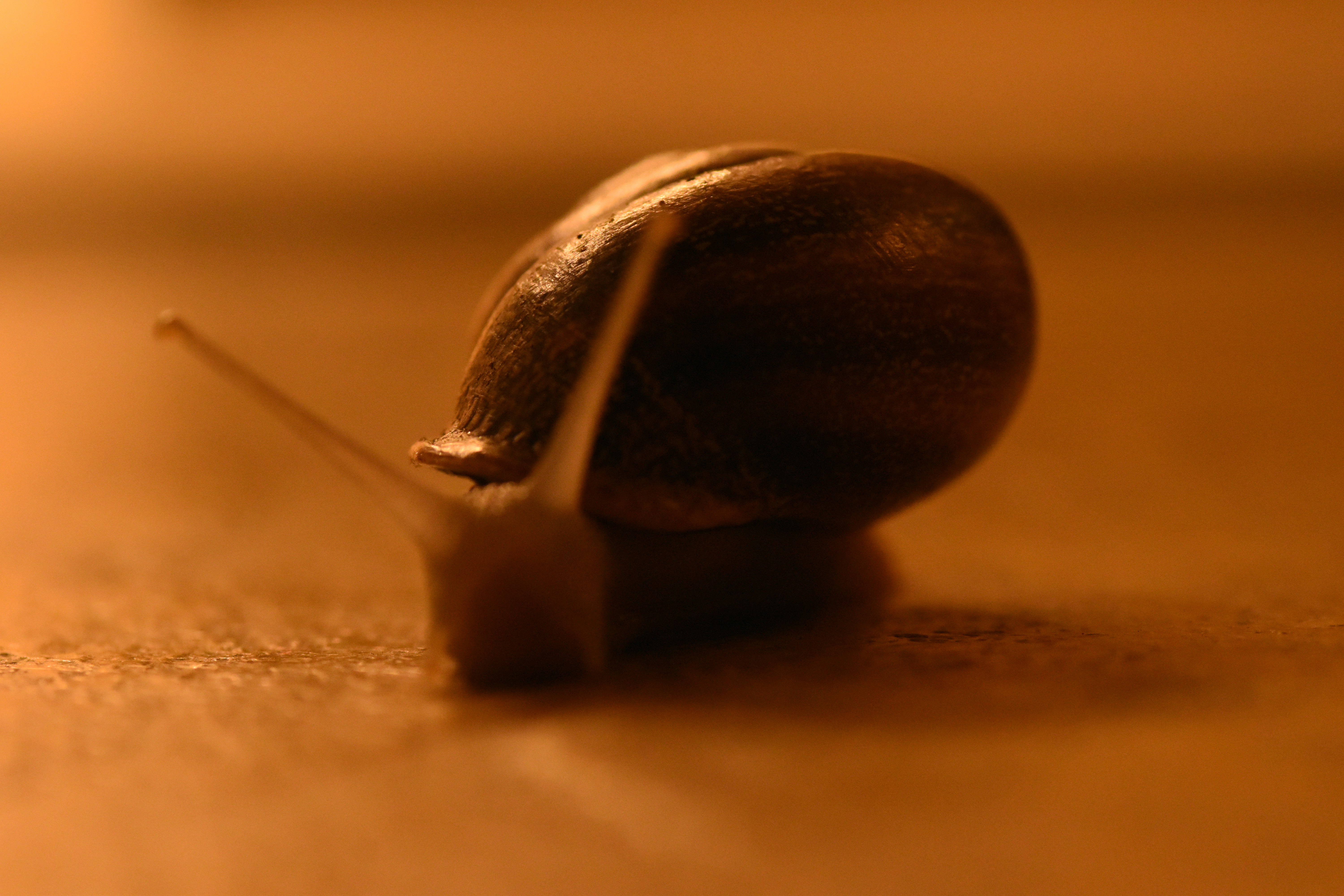 Amber Stillness: a Tiny Snail on a Wooden Stage