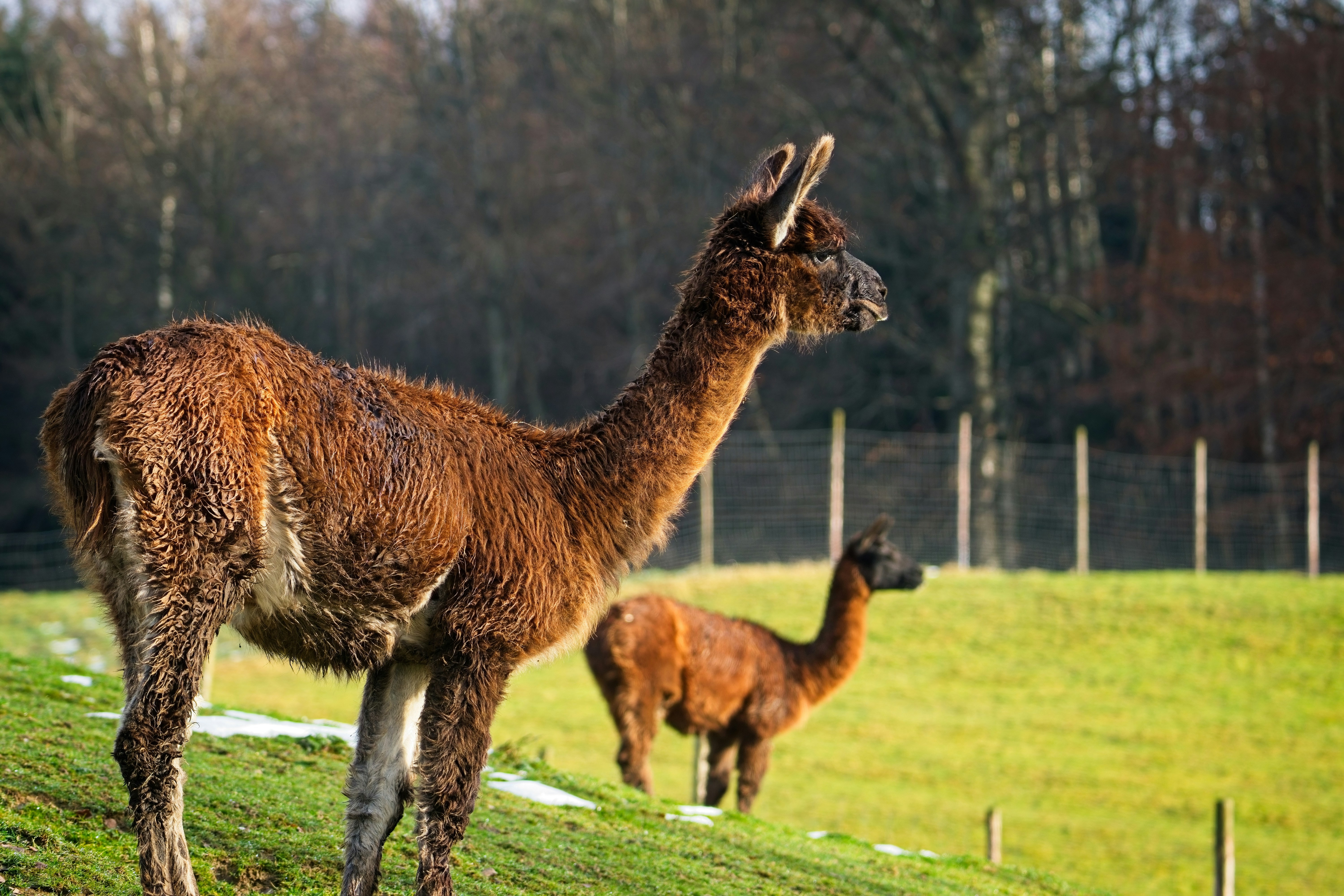 Foreground Llama in a Sunlit Meadow with a Quiet Fence Horizon