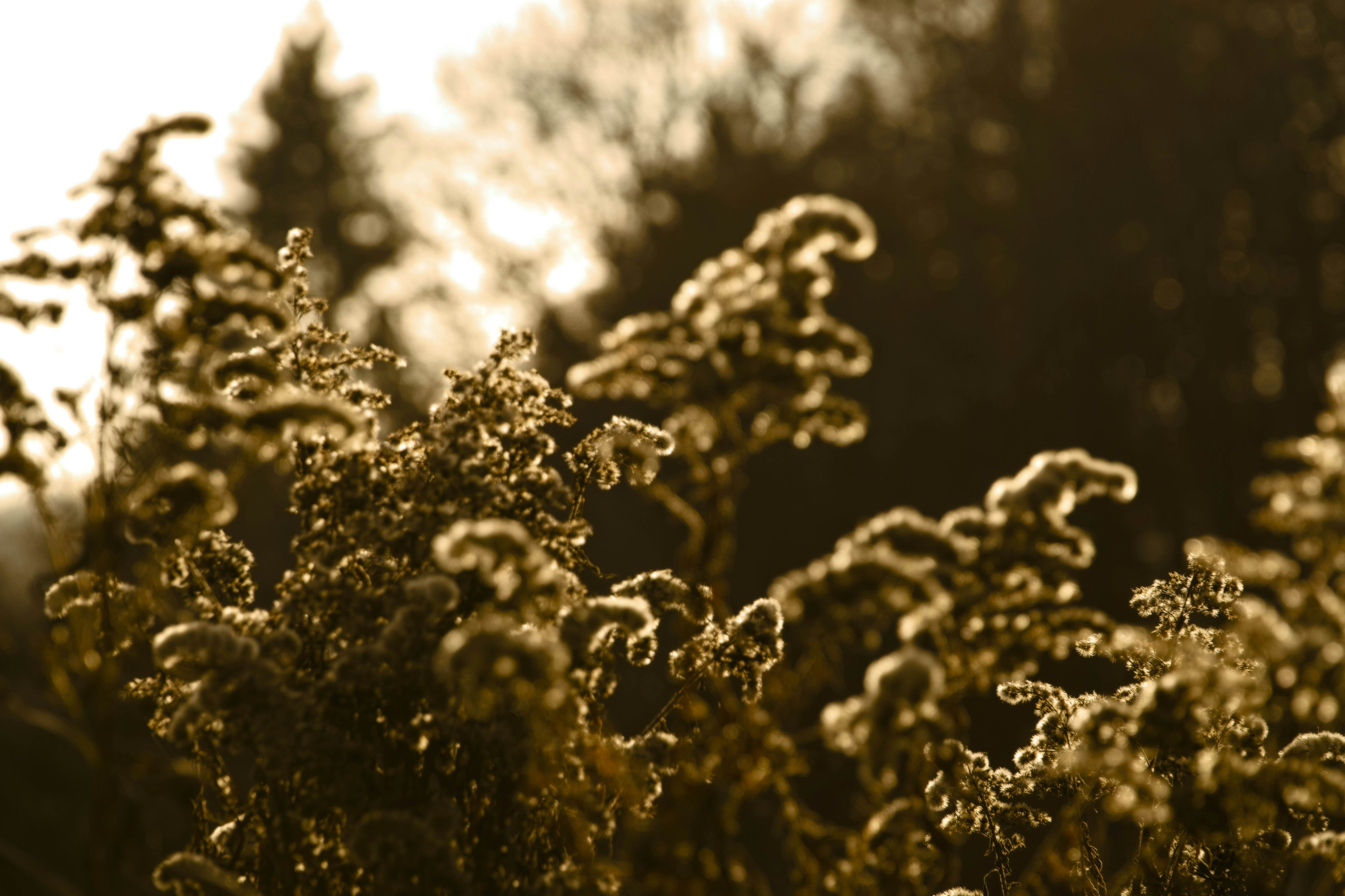 Amber Light Framing Quiet Wildflowers