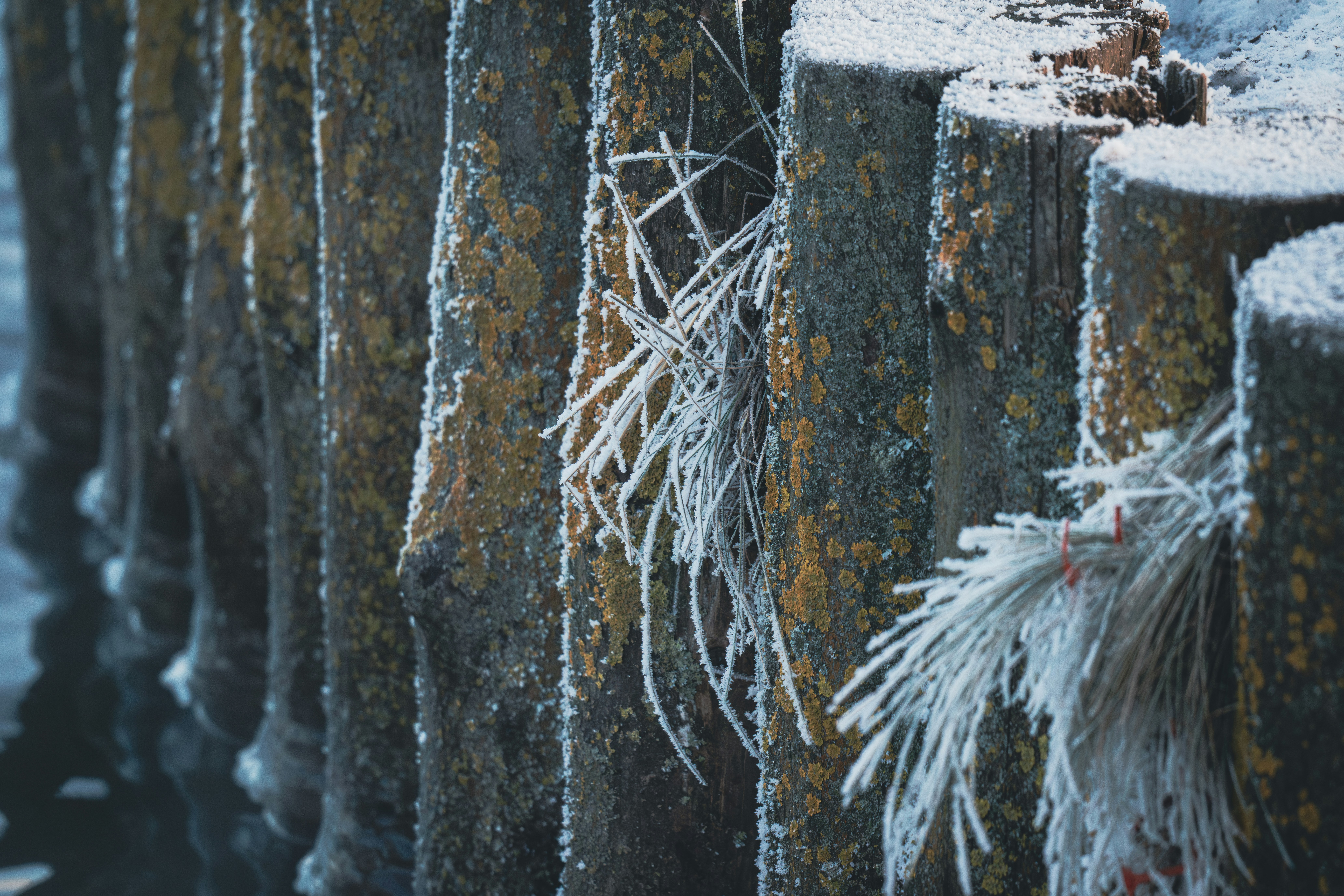 Frost-bitten ropes and timber at a frozen shoreline