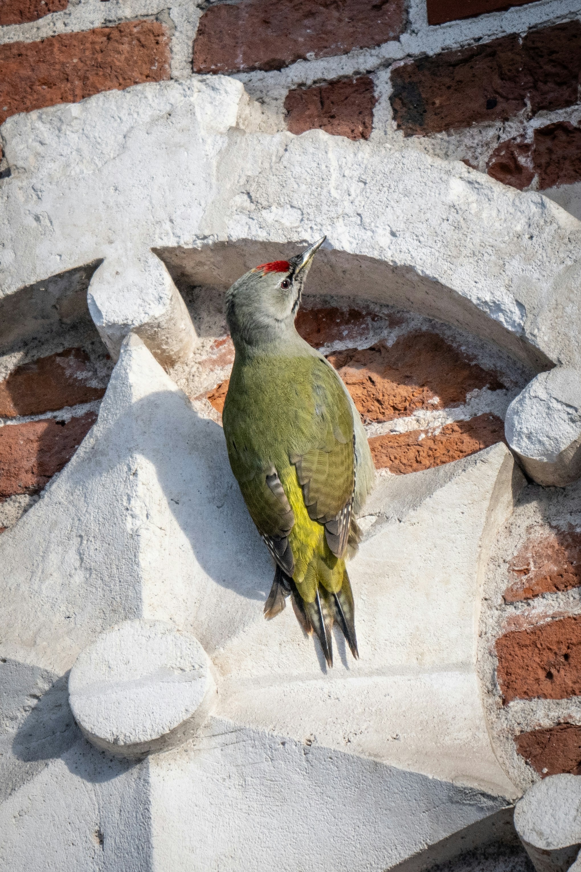 Red-Crowned Olive Warbler on a Weathered Stone Niche