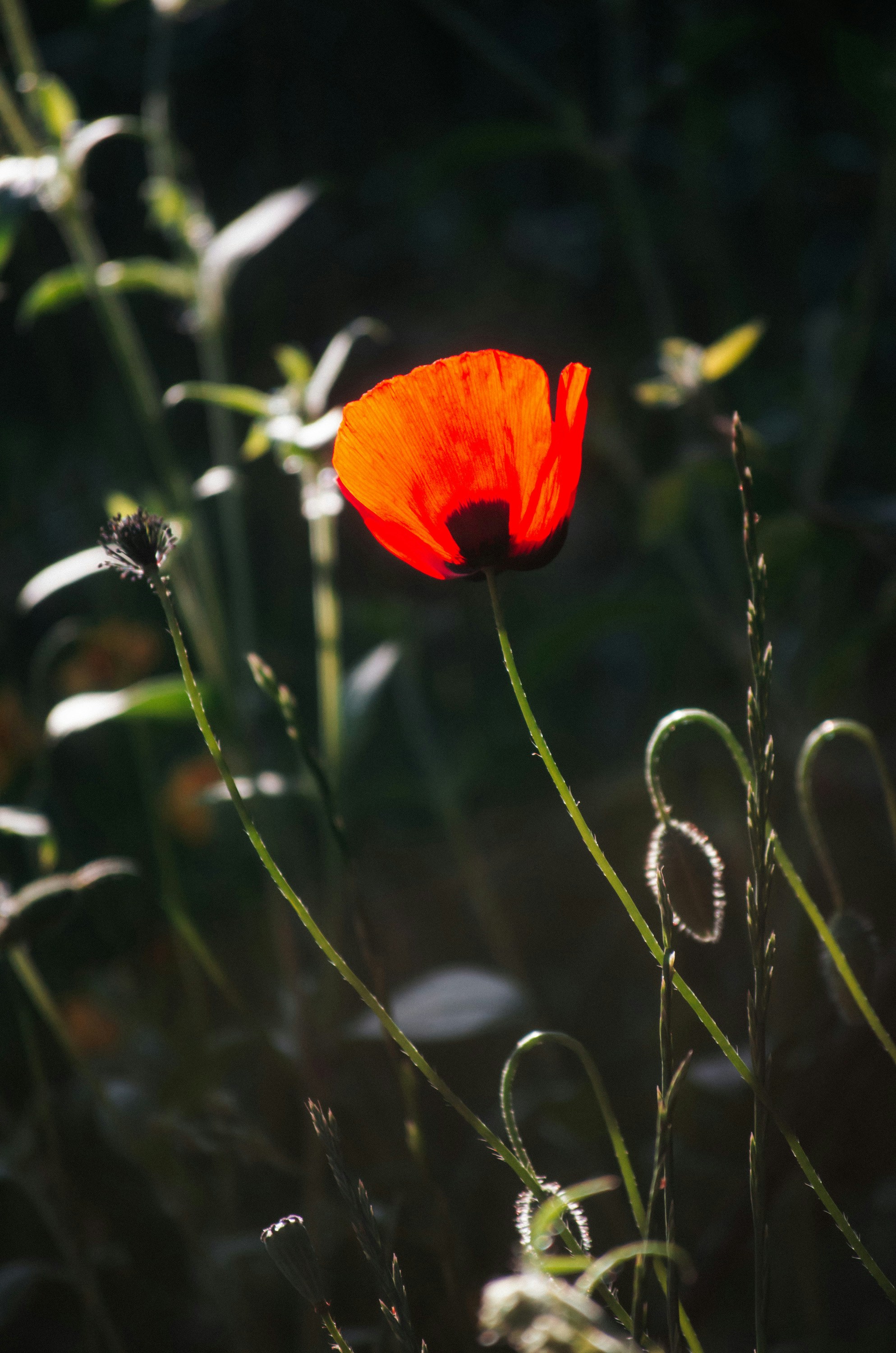 Backlit Crimson Poppy: A solitary bloom in a quiet thicket