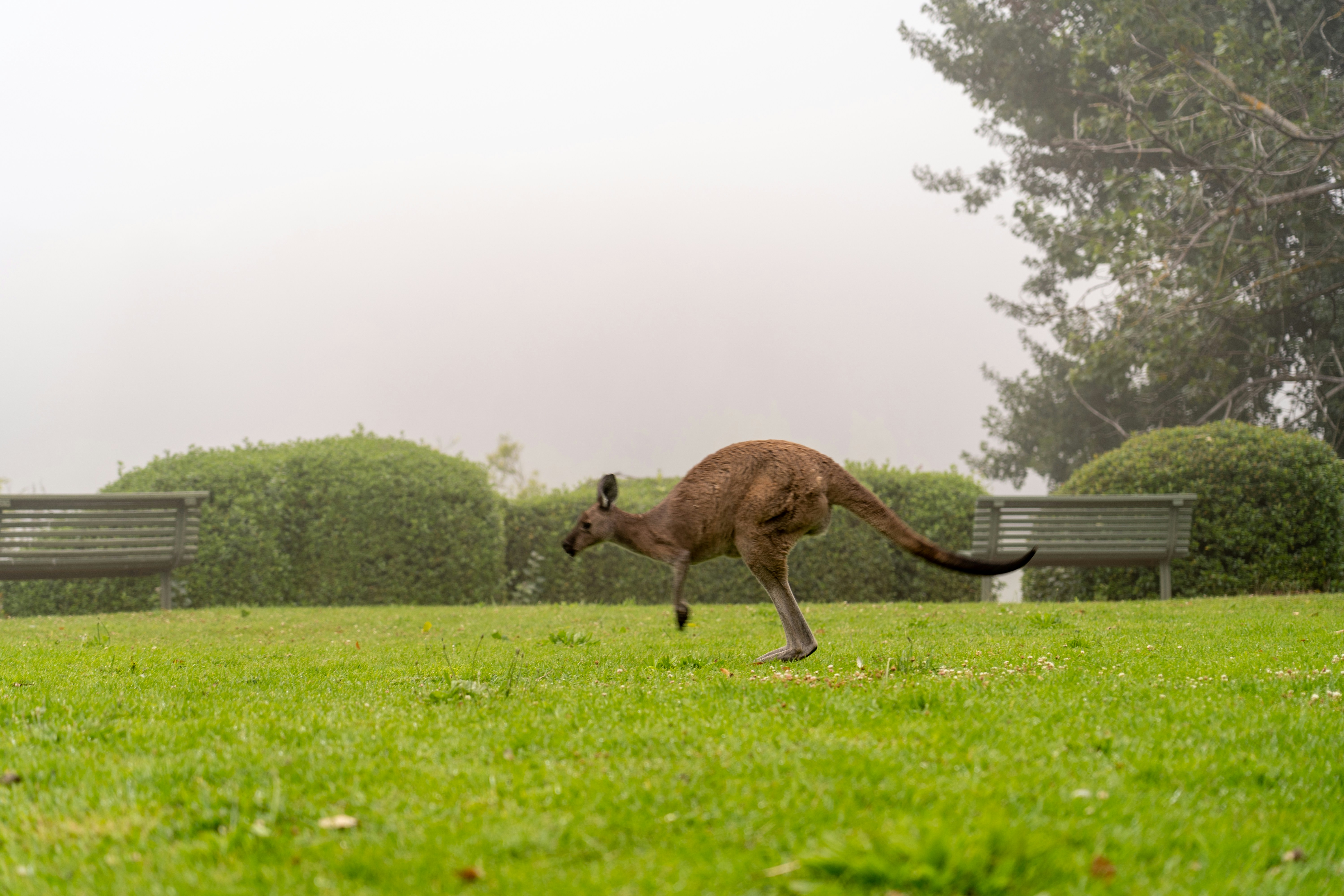A kangaroo running in the grass near a park bench photo – Free Animal ...