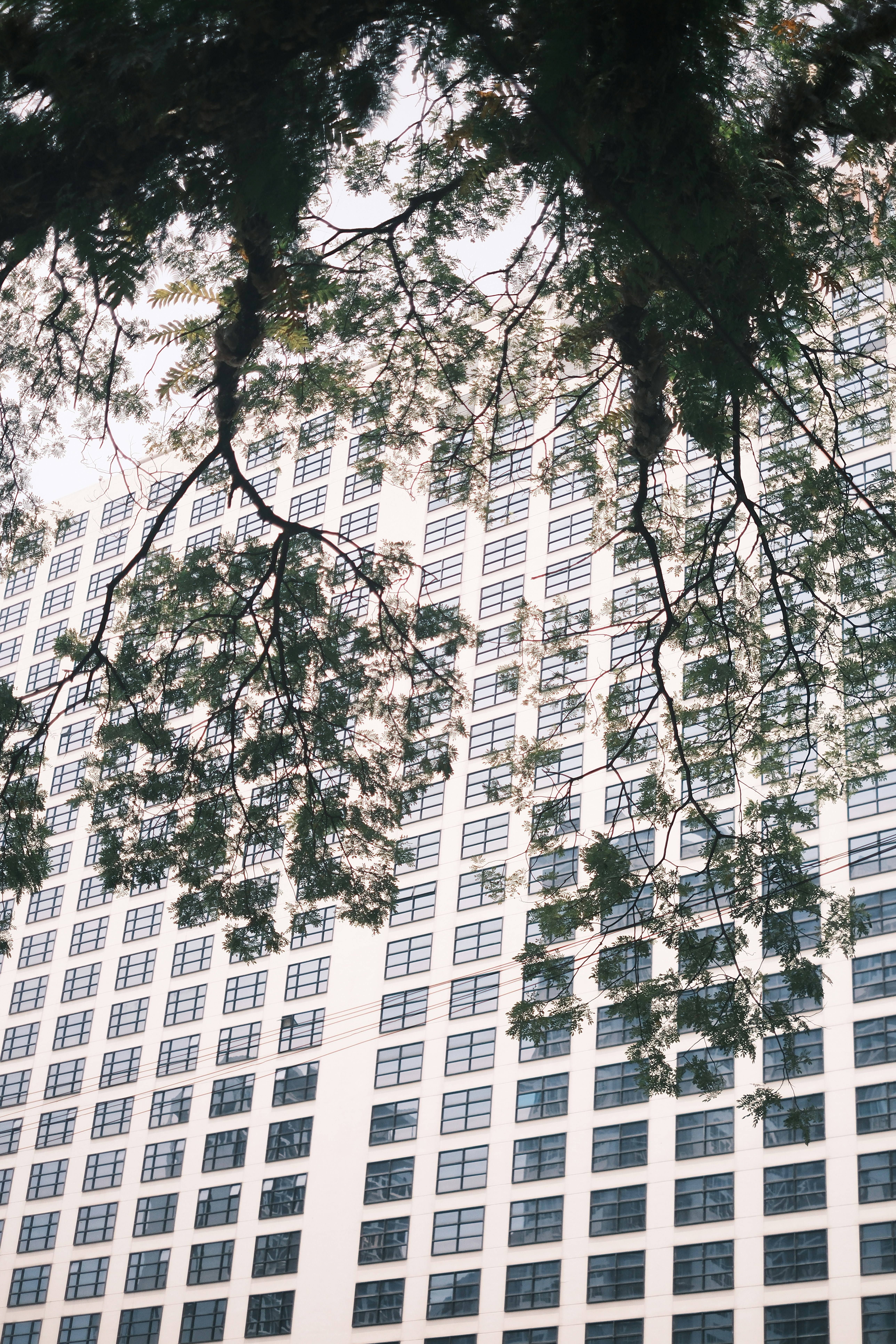 Canopy of Glass and Green: Hills of Office Towers Framed by Branches
