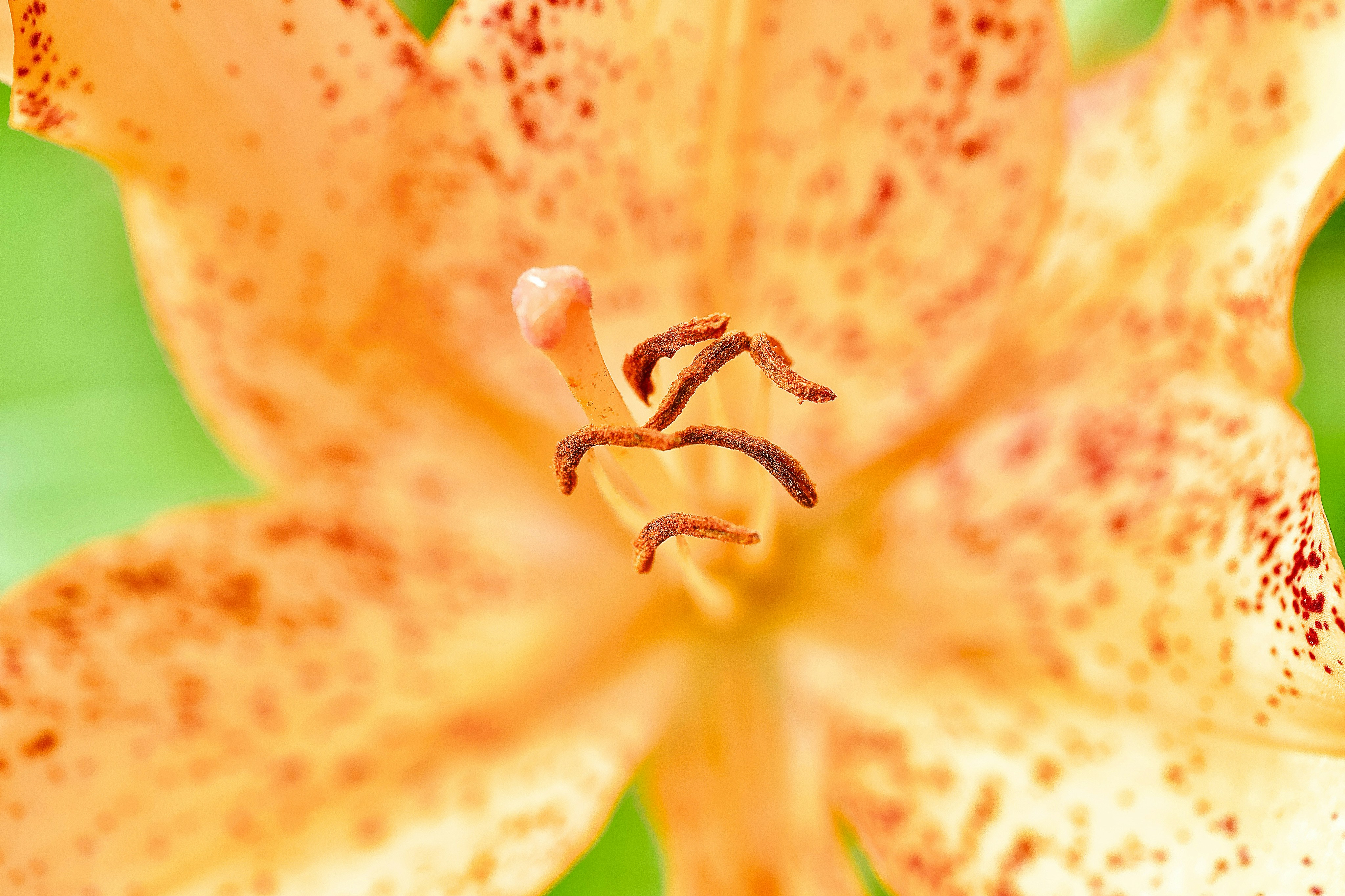 Fiery Speckle: a macro portrait of an orange lily bloom's stamen