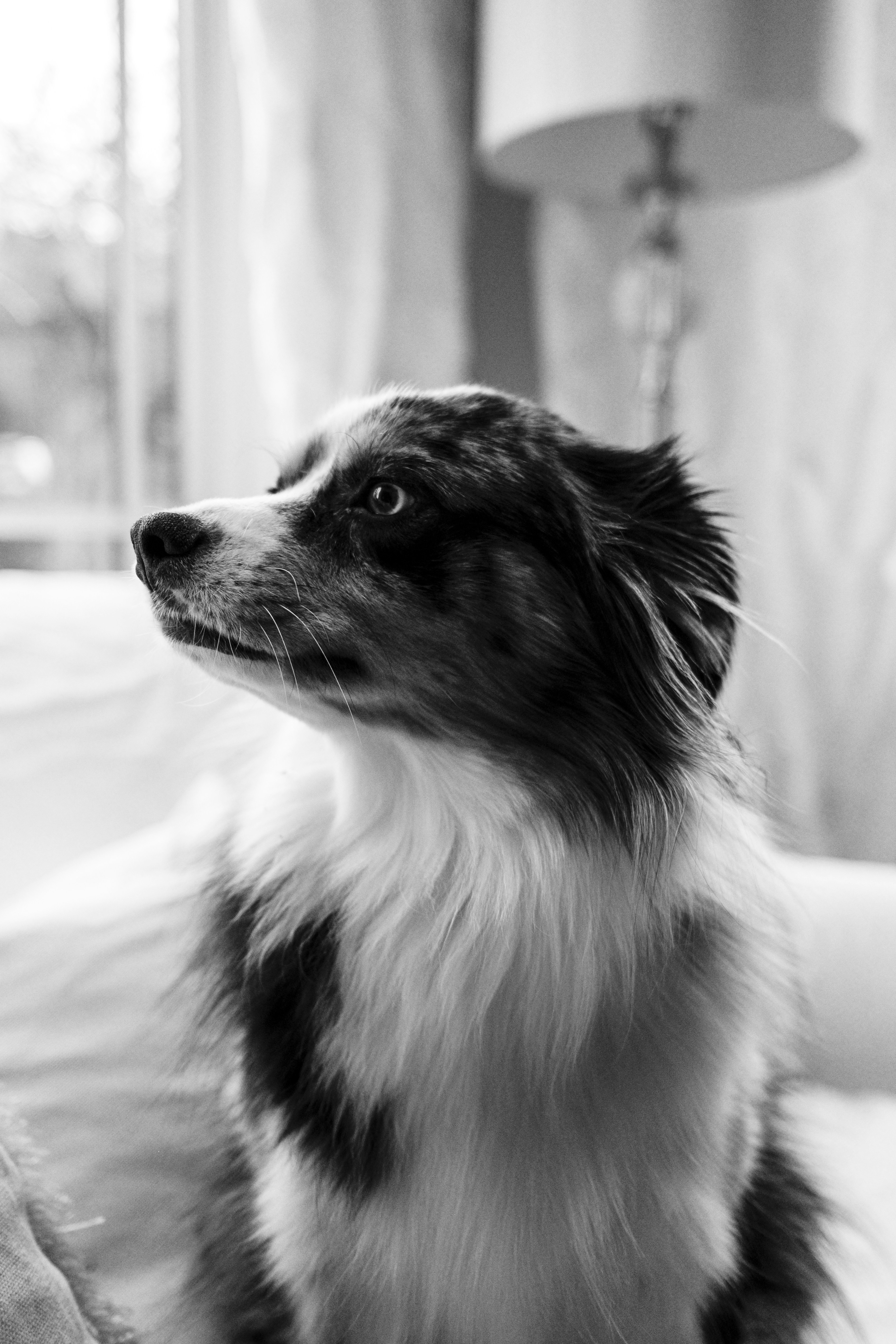 A black and white photo of a dog sitting on a bed photo – Free Dog ...