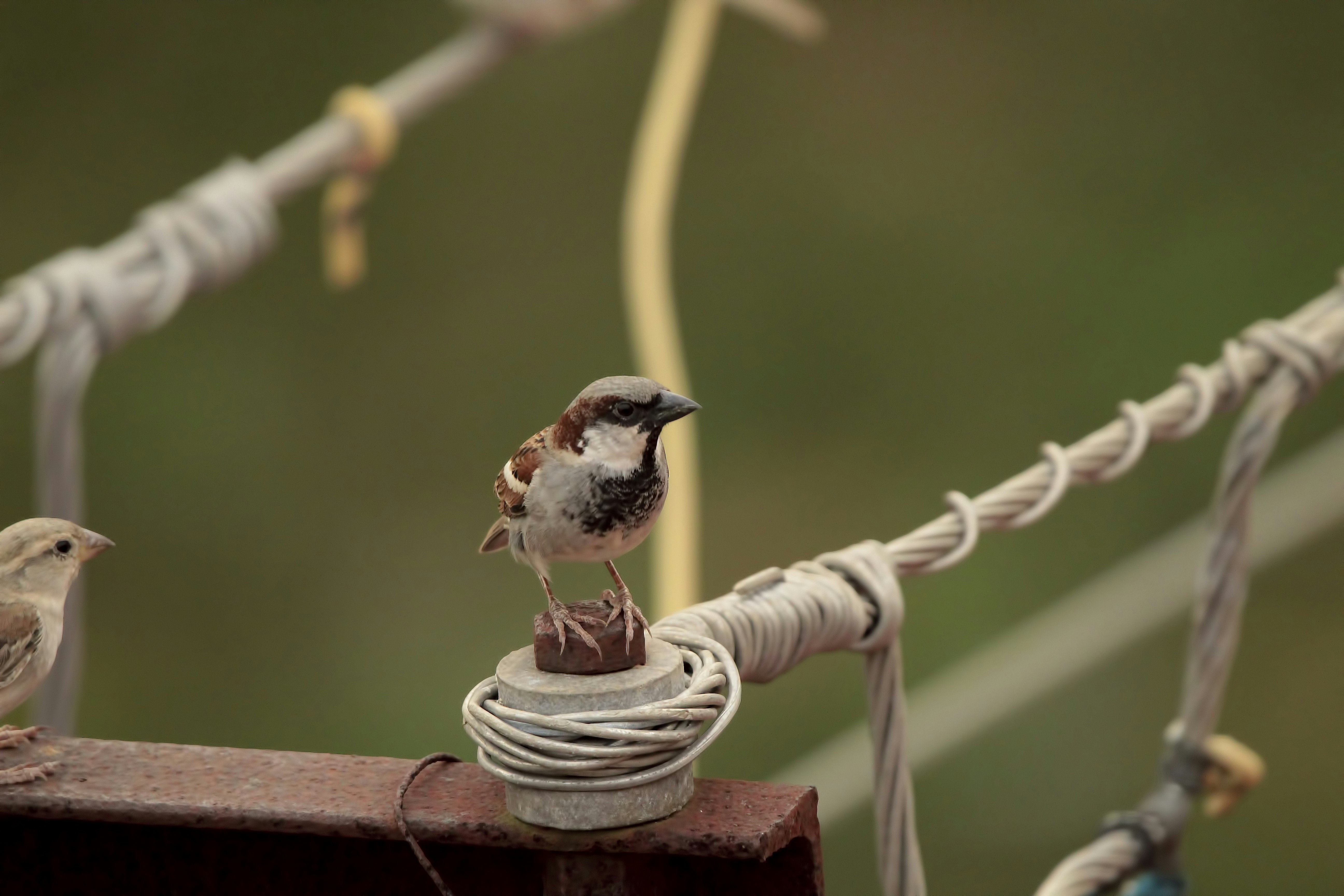Sparrow on Weathered Wire, Quiet Moment Amid Rust and Tension