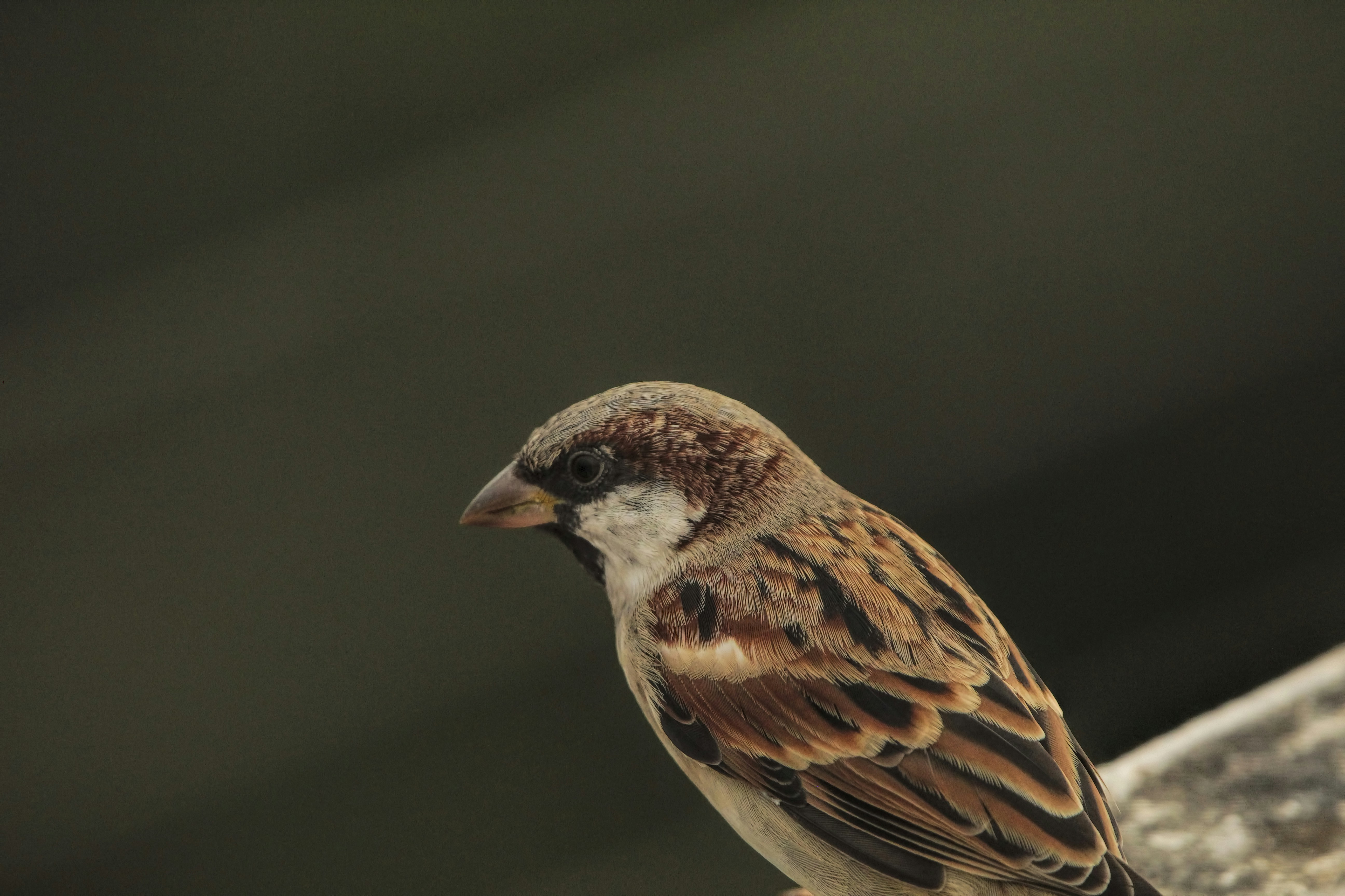 Stone-Edge Sparrow: A Quiet Portrait in Sharp Focus