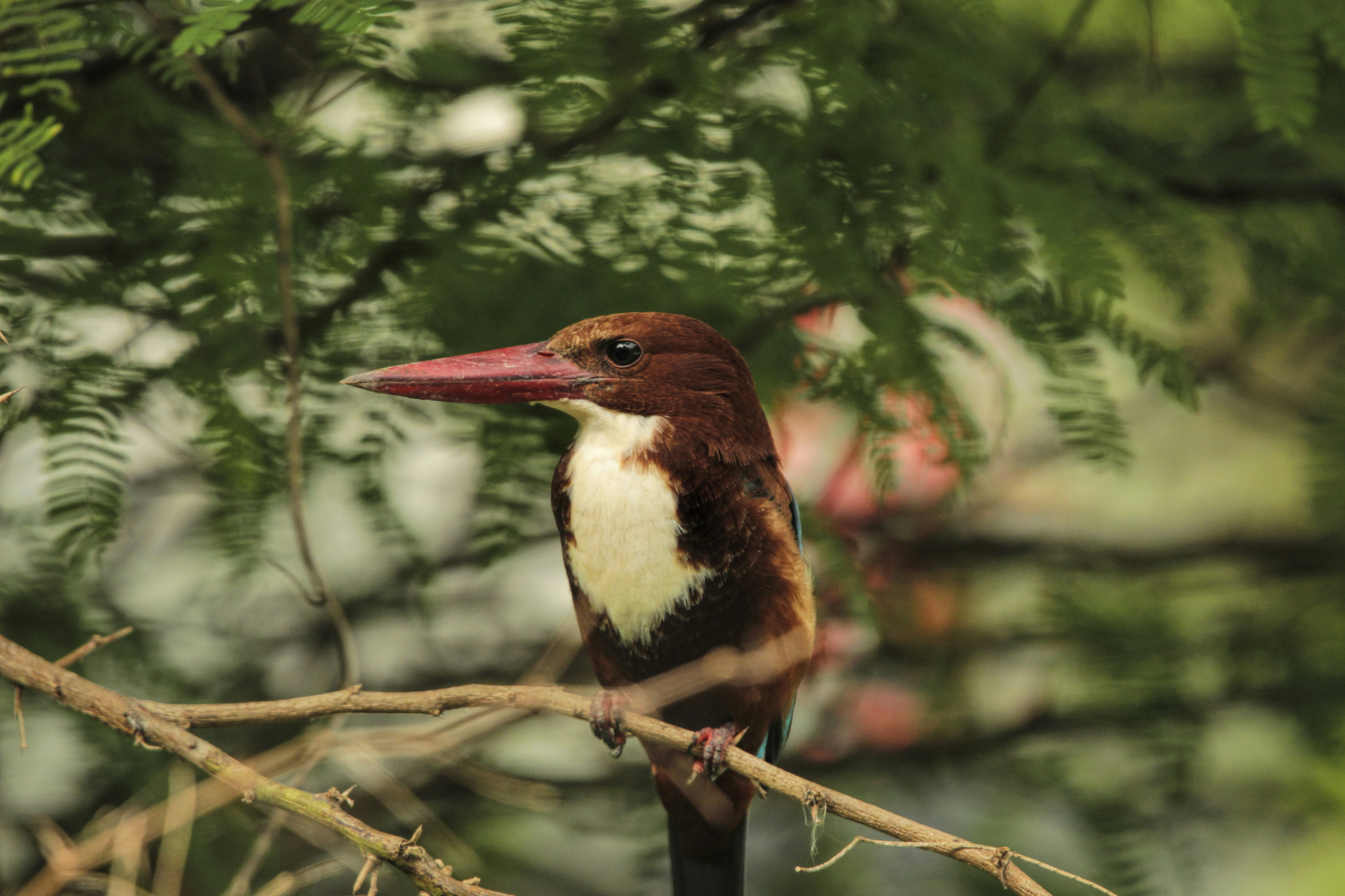 Crimson-beaked Kingfisher Pauses on a Fern-Framed Branch