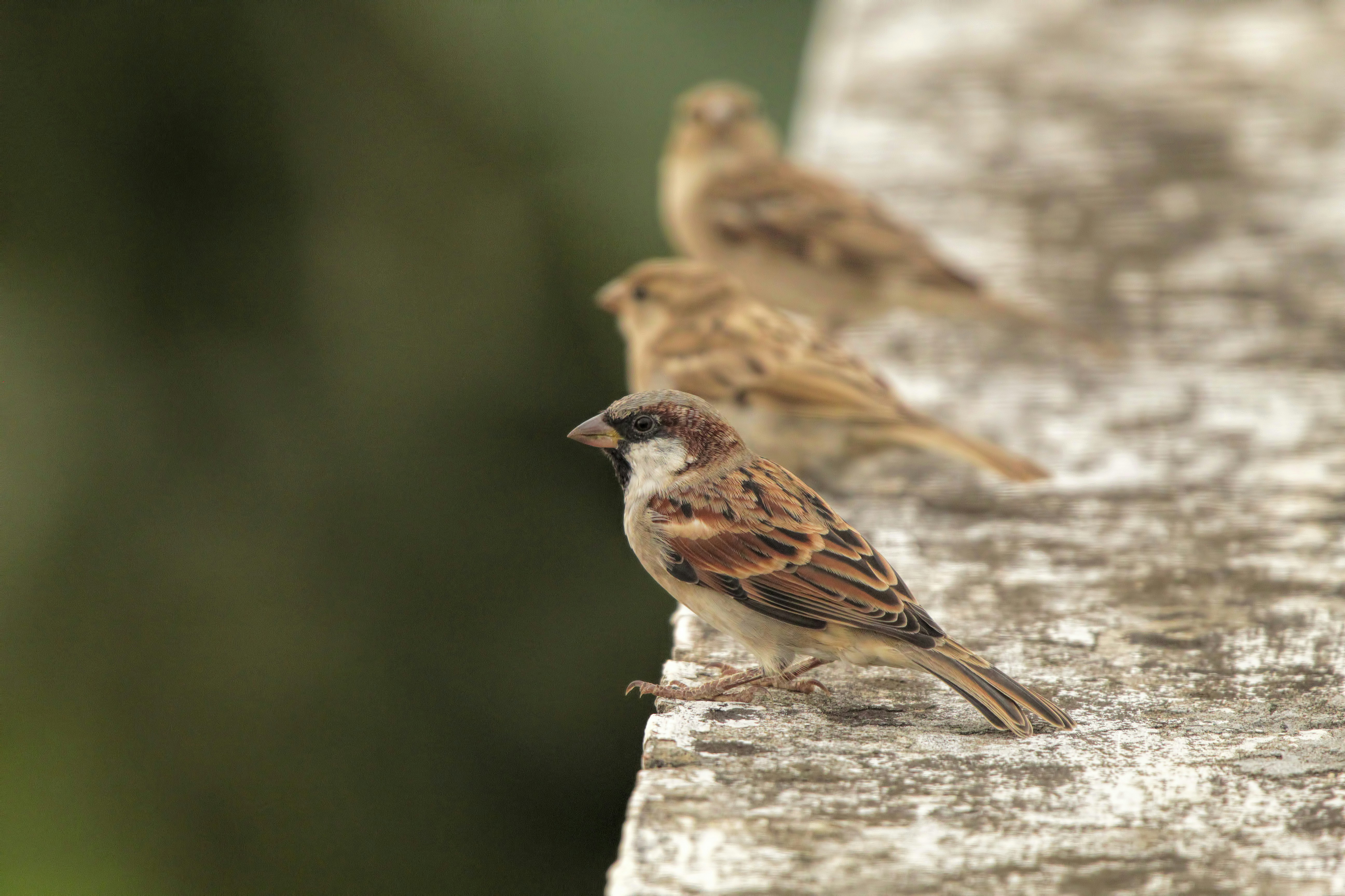 The house sparrow is a bird of the sparrow family Passeridae
