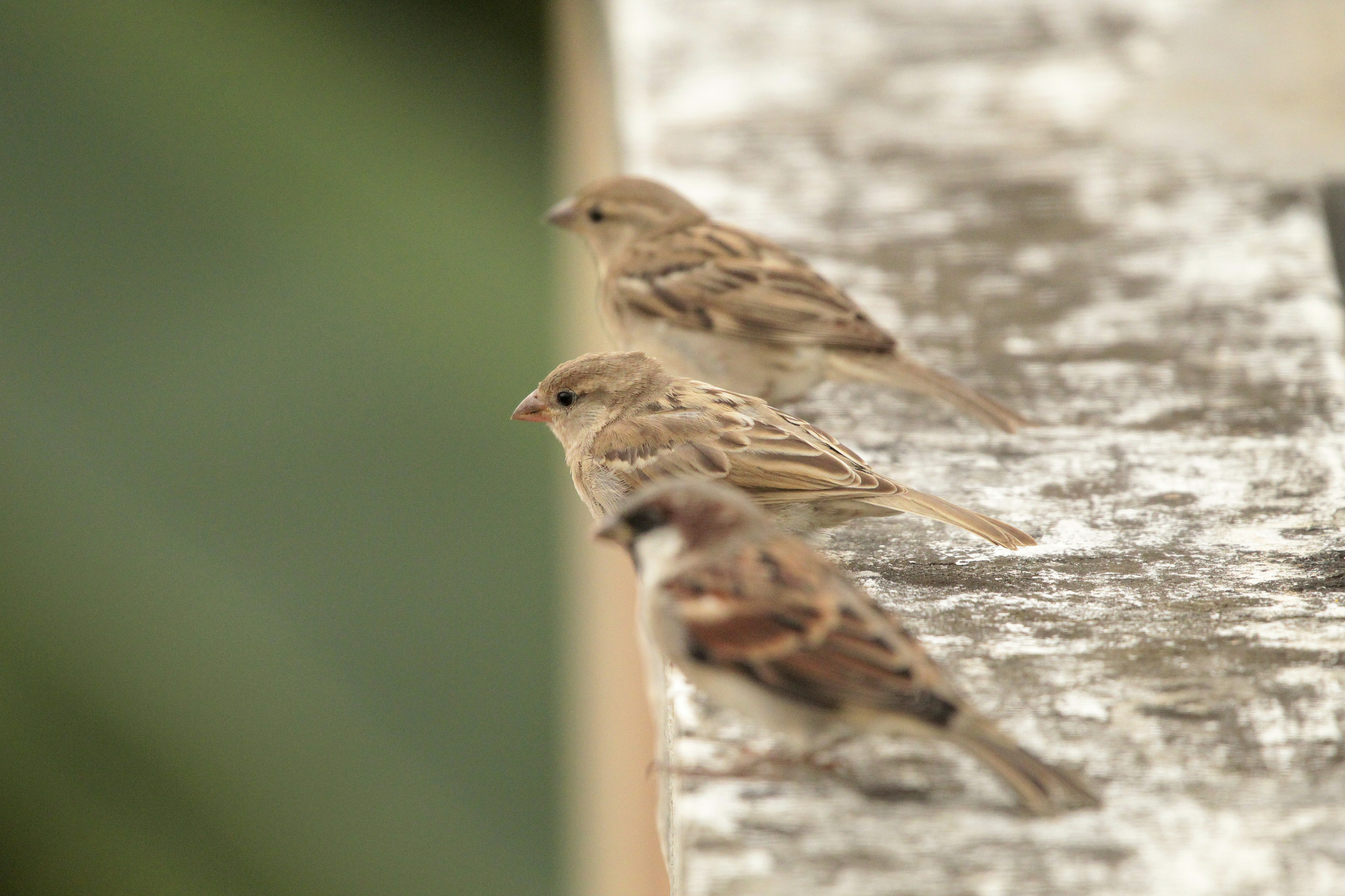 Trio of Sparrows on a Weathered Ledge in Soft Daylight