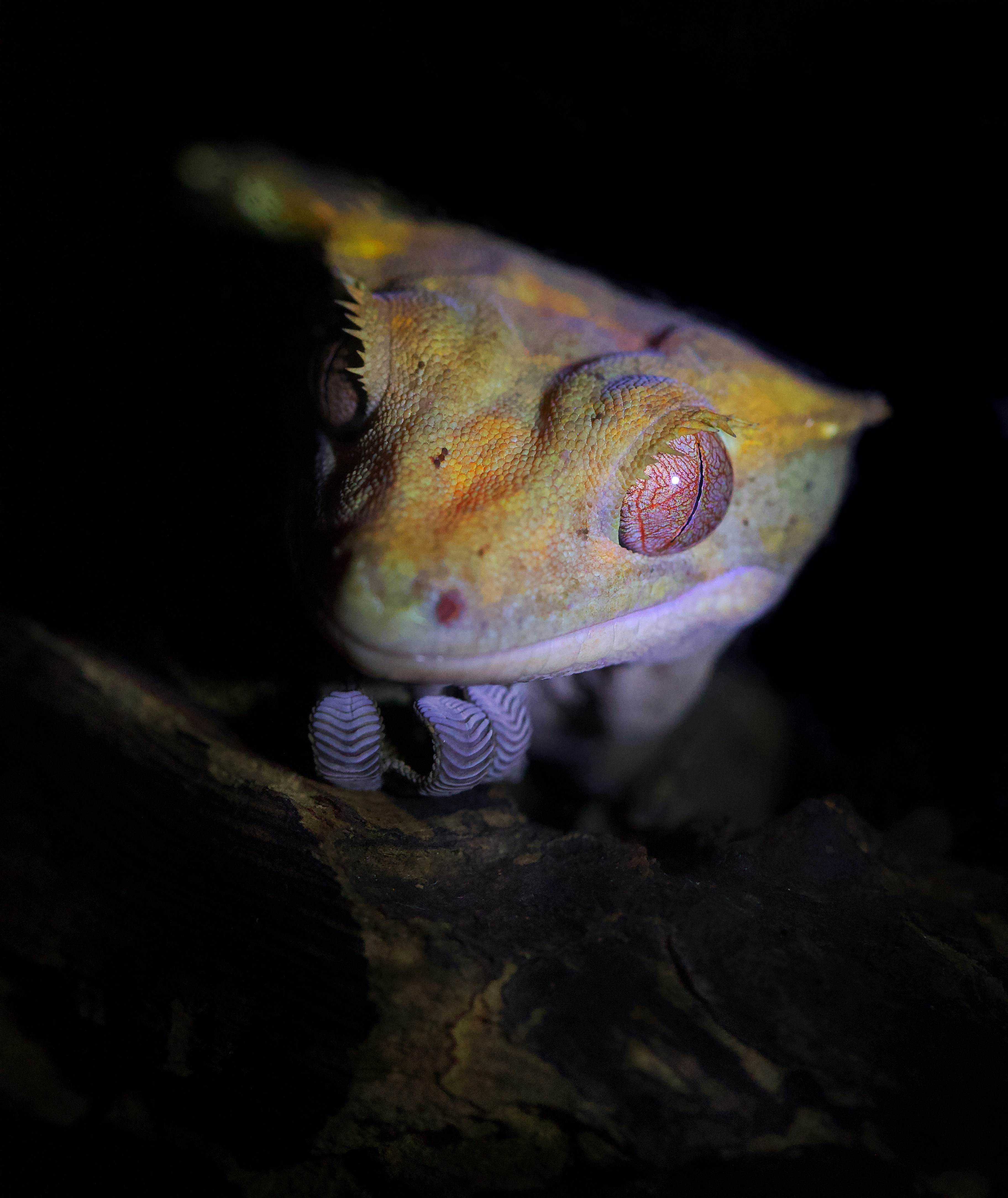 Spotlit Neon Frog: Violet Eye in Velvet Darkness