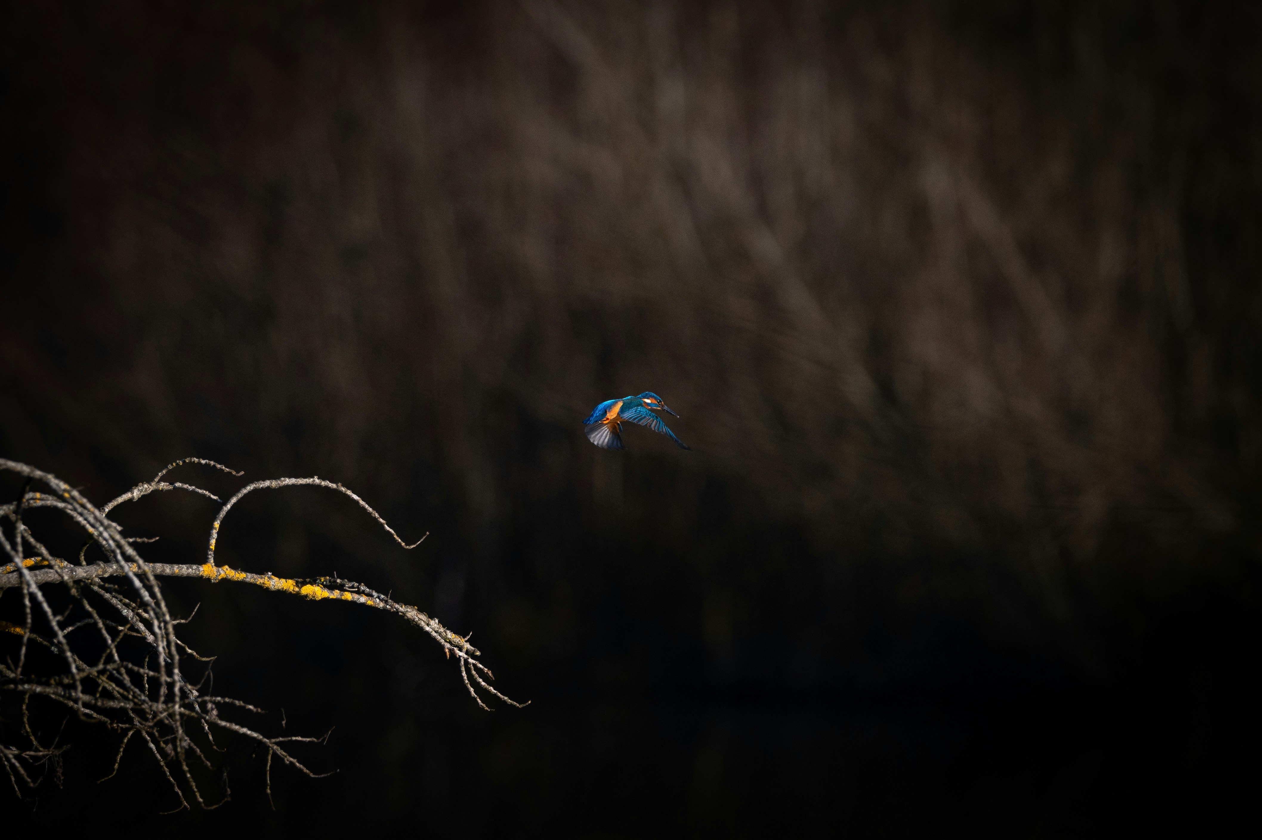 A small bird flying over a tree branch photo – Free Kingfisher Image on ...
