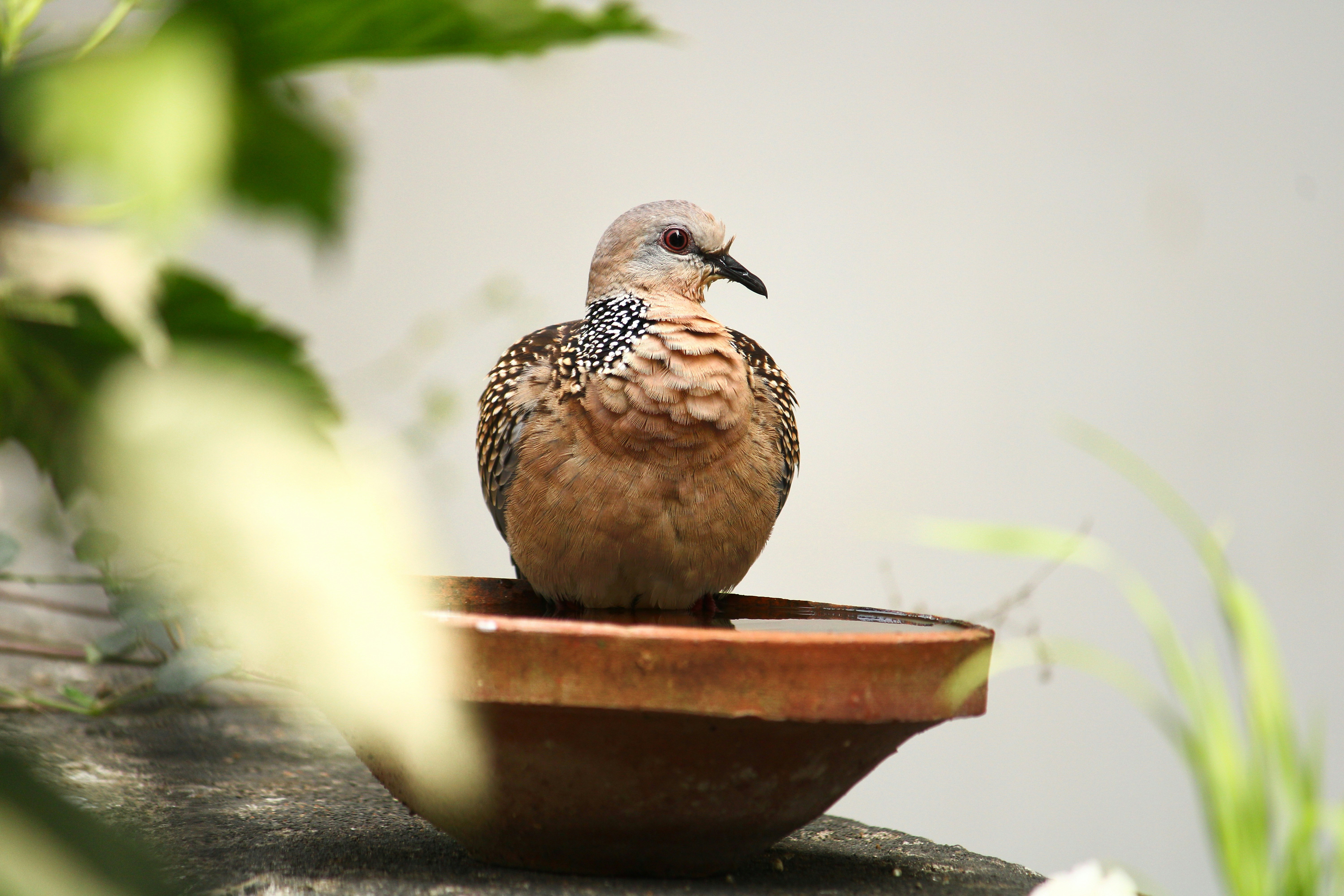 Speckled Sentinel on a Clay Basin in Dappled Garden Light