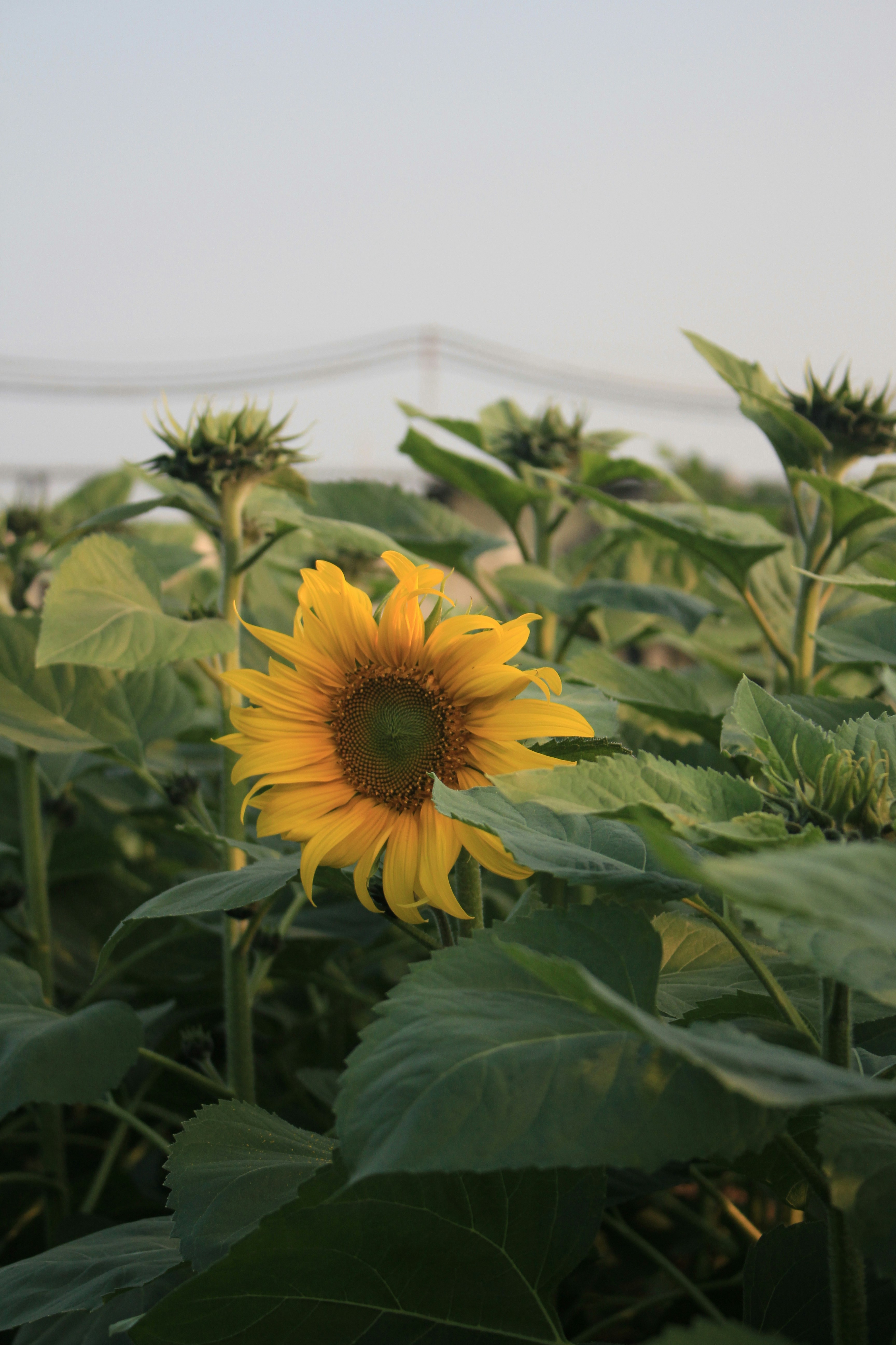 Lone Sunflower Over a Green Sea with a Distant Wire Horizon