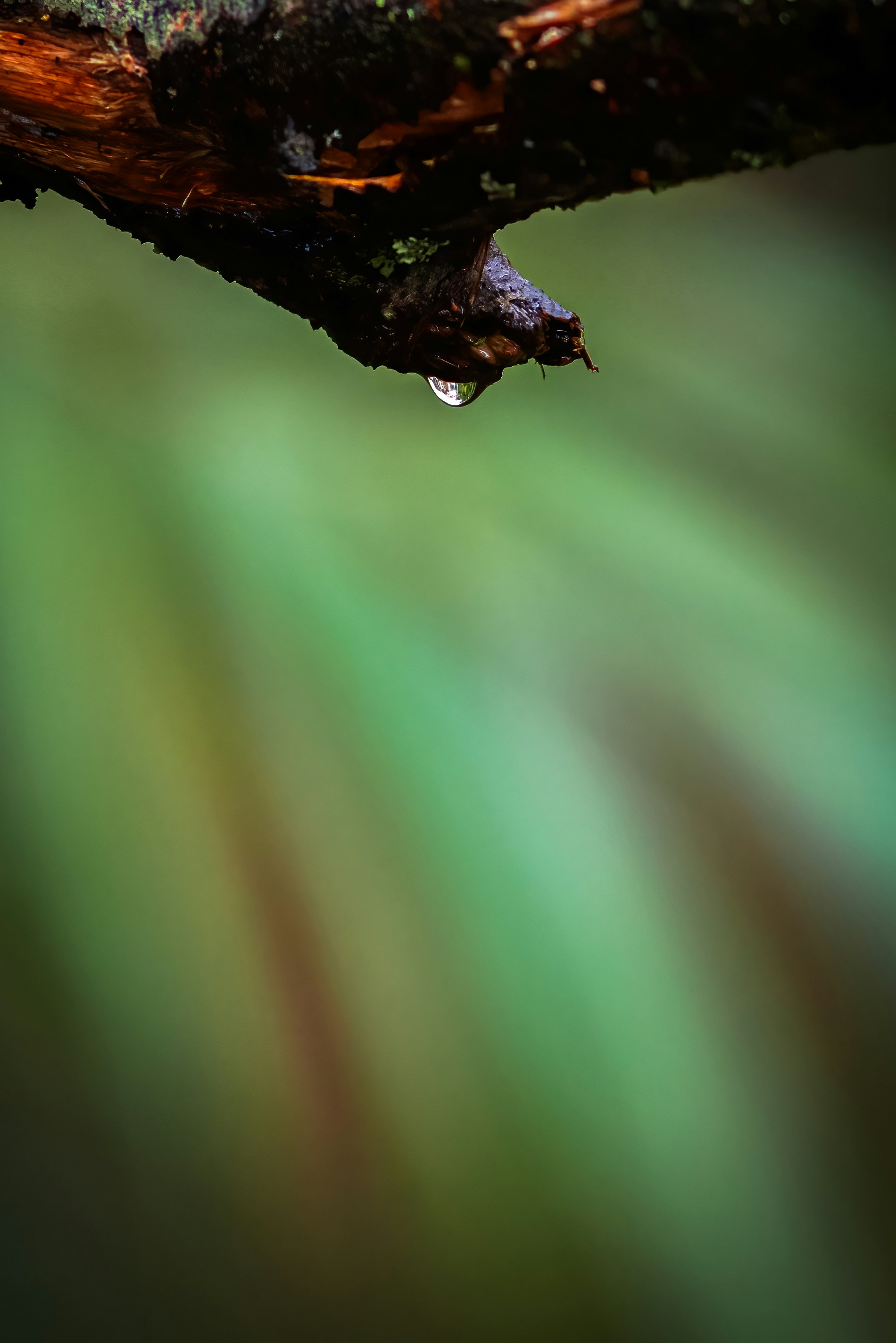 A close-up view of a water droplet poised on a branch, surrounded by softly blurred green foliage. The scene captures the essence of nature's tranquility.