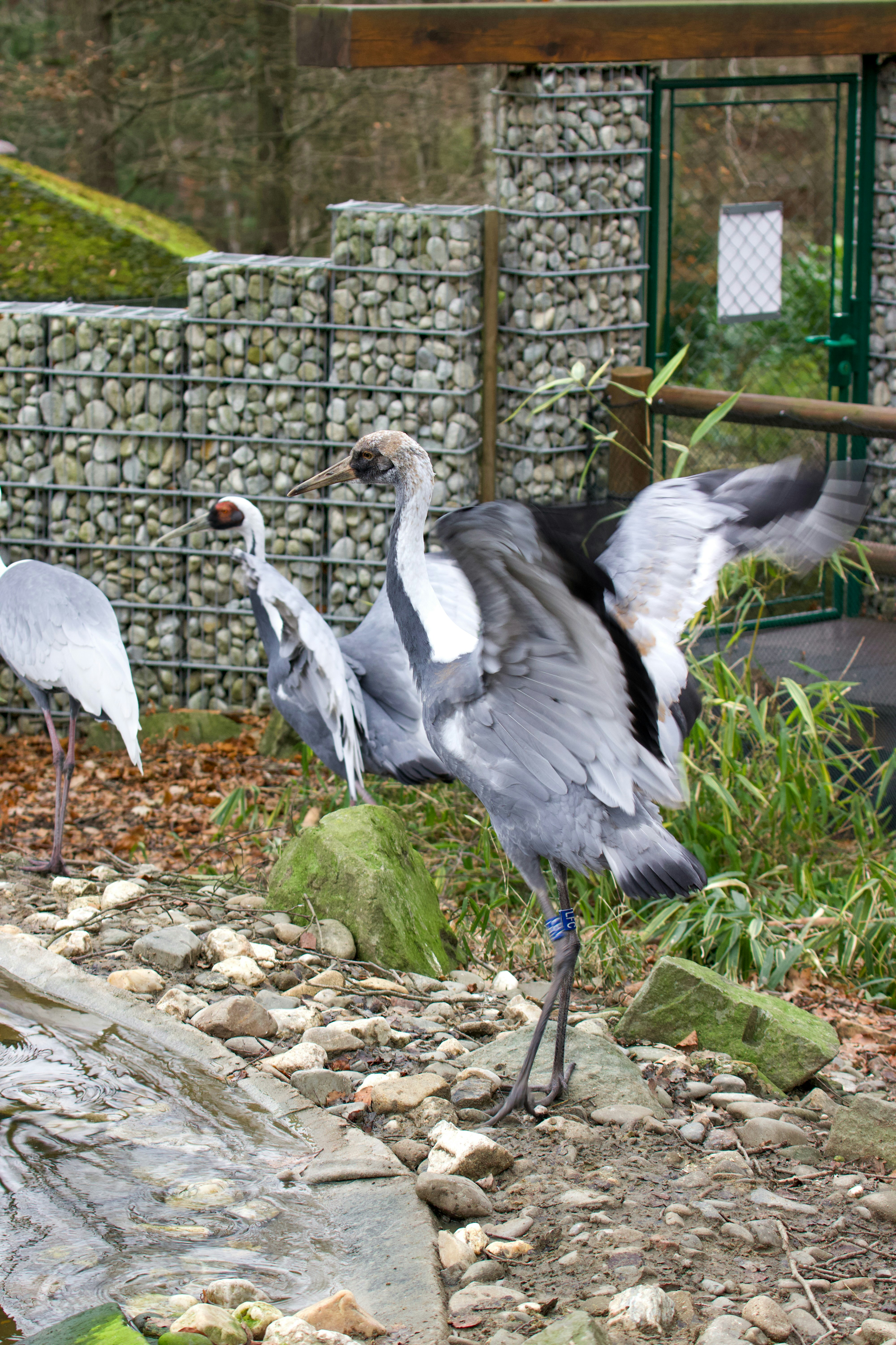 Crane in Mid-Wing: A Pebble-Garden Moment by the Water
