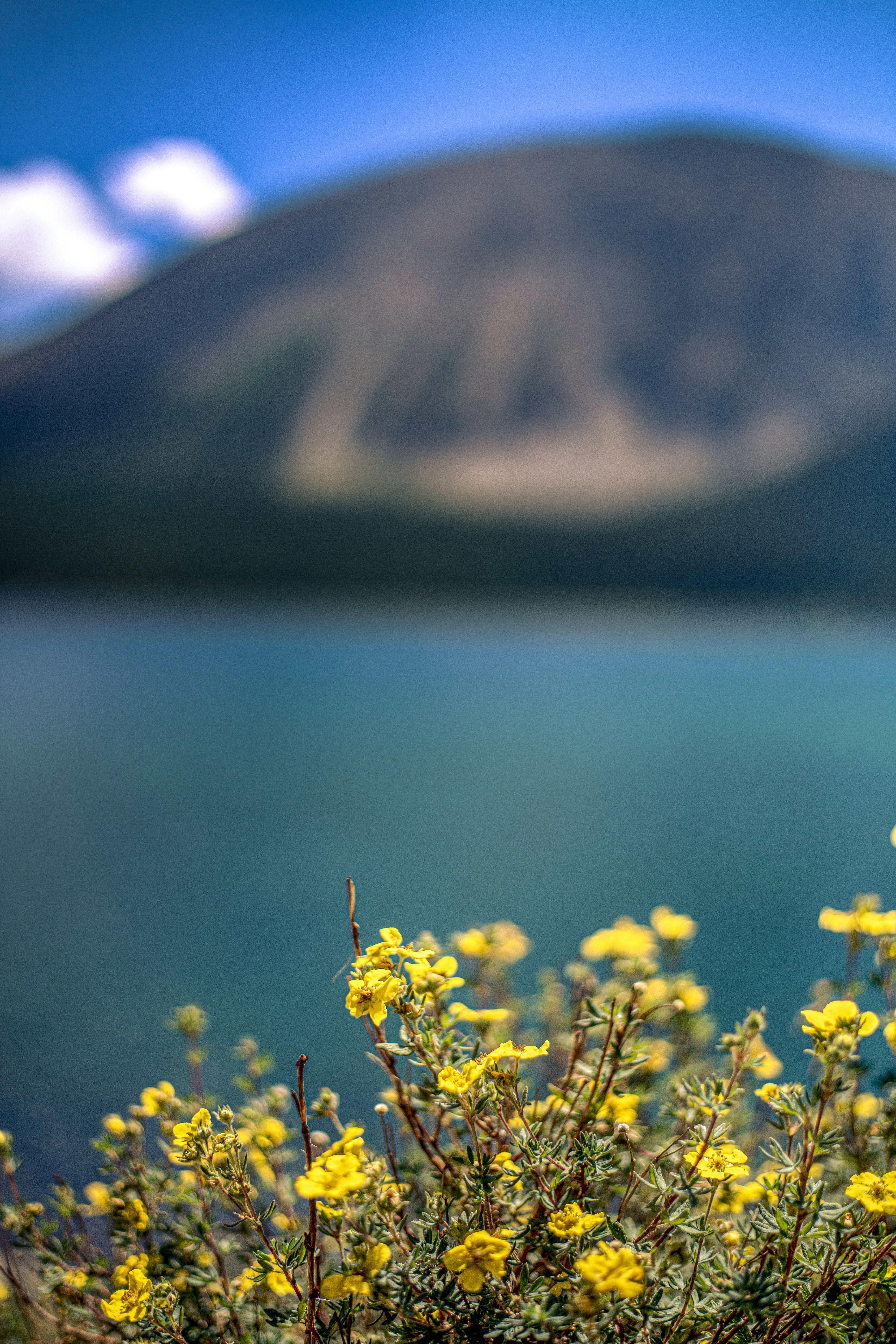 Golden Wildflowers at the Lake’s Edge with a Misty Mountain Backdrop