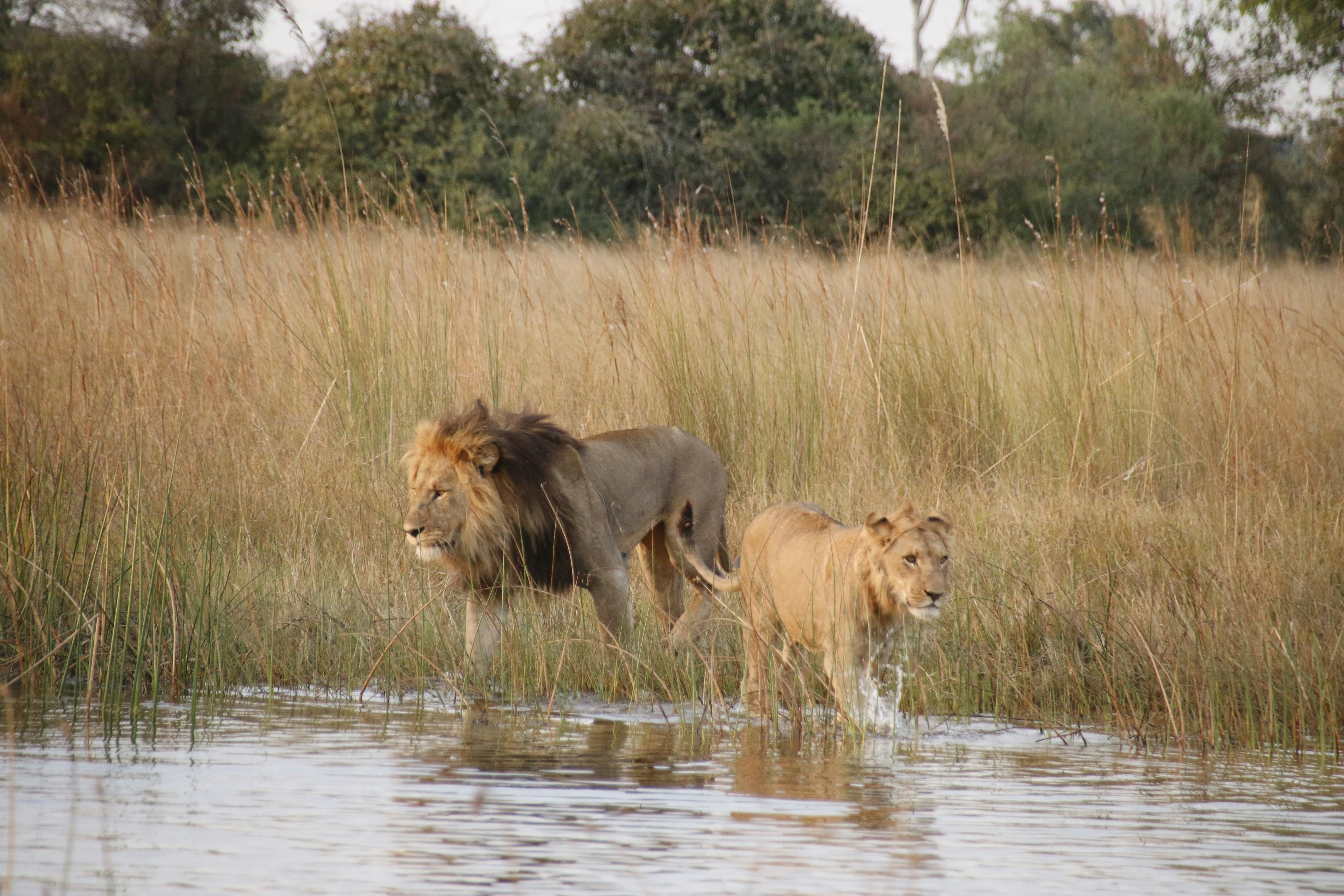 A couple of lions walking across a grass covered field photo – Free ...