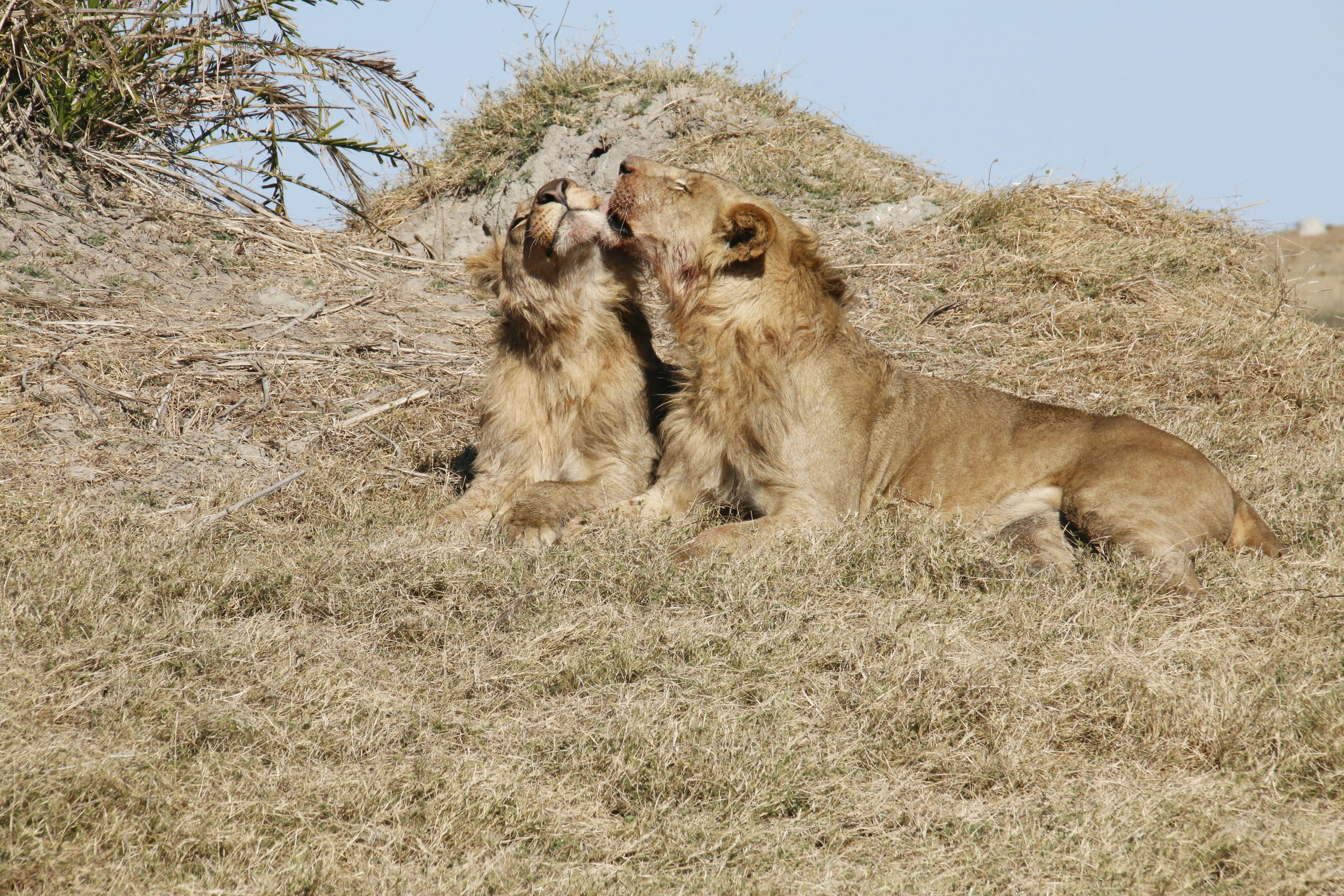 A couple of lions sitting on top of a dry grass field photo – Free ...