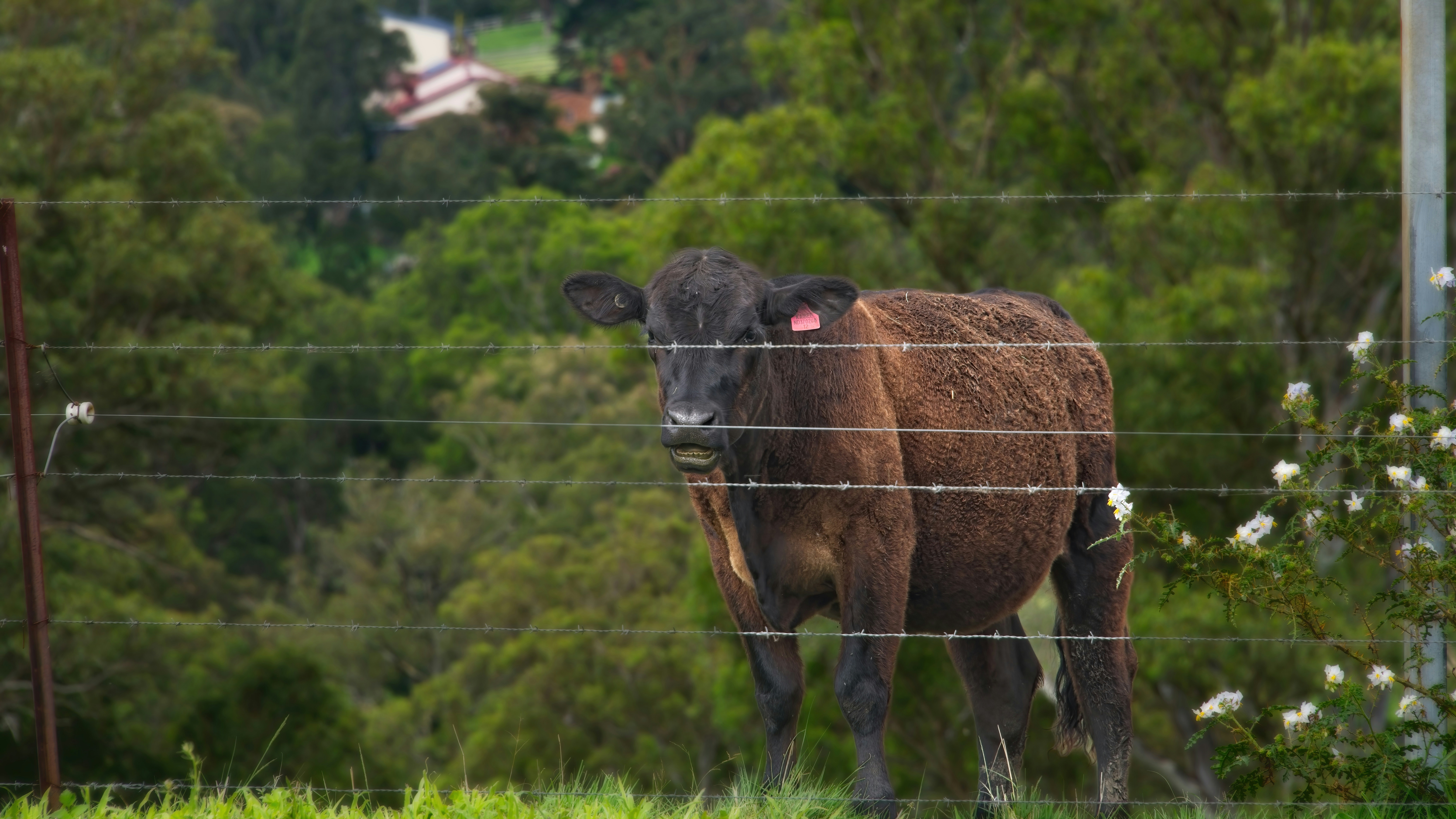 Pastoral Encounter: A Cow's Watchful Gaze