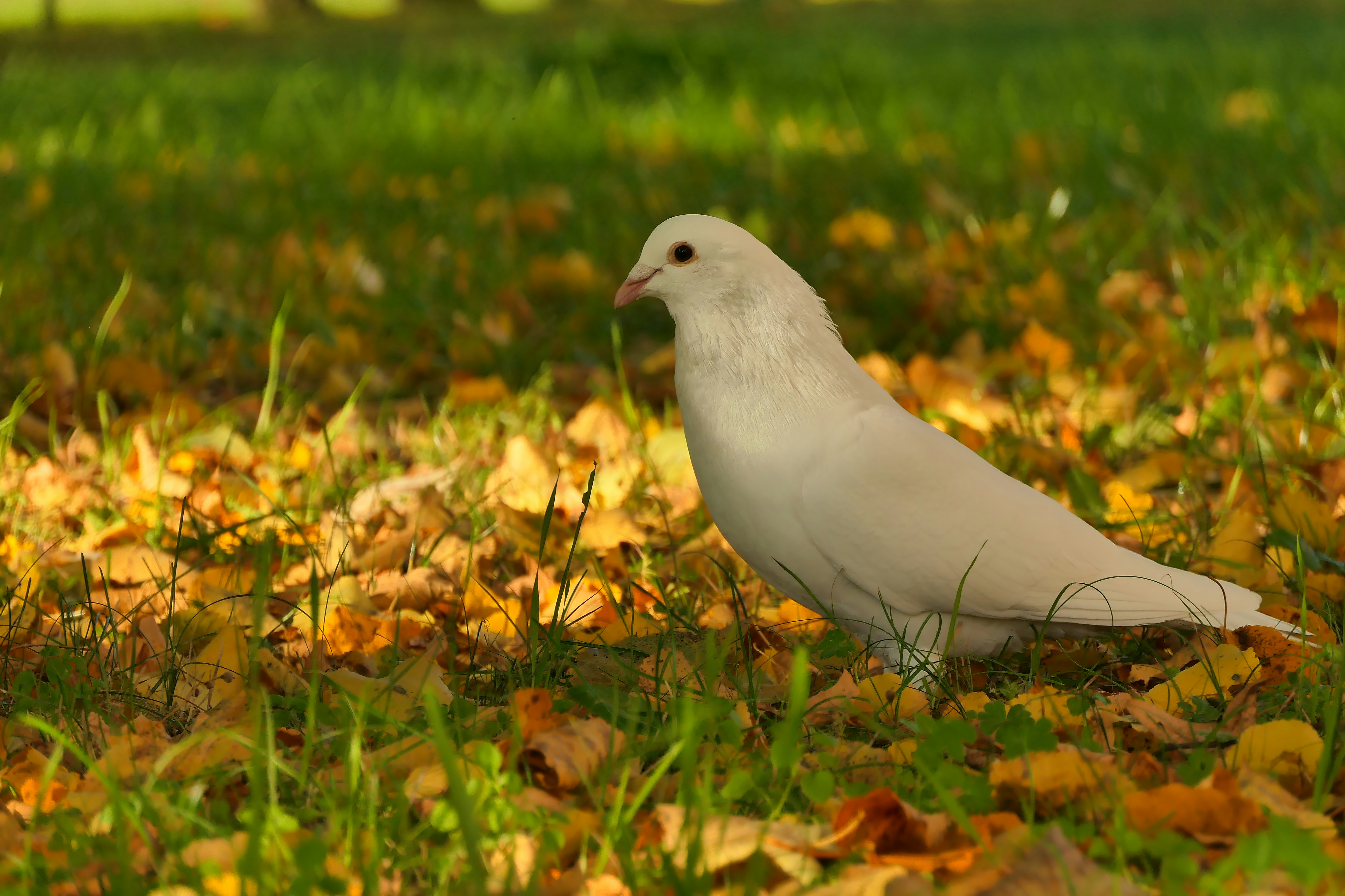 Ivory Dove on an Amber-Leaf Stage