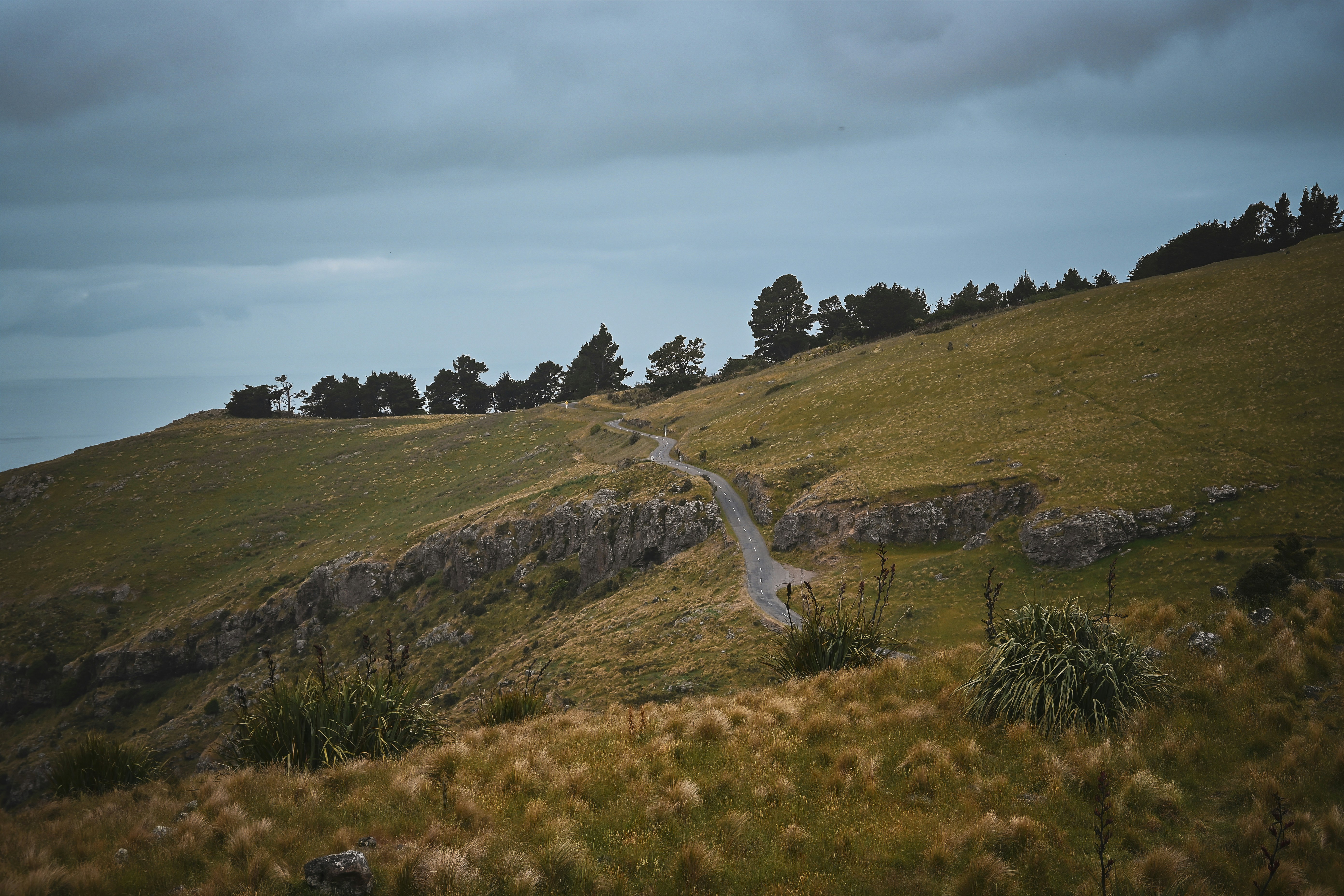 Wind-sculpted gravel trail snakes across a grassy moor toward a distant tree line on the ridge. This landscape photograph captures the moor's textures and the expansive, subdued palette of a cloudy day.