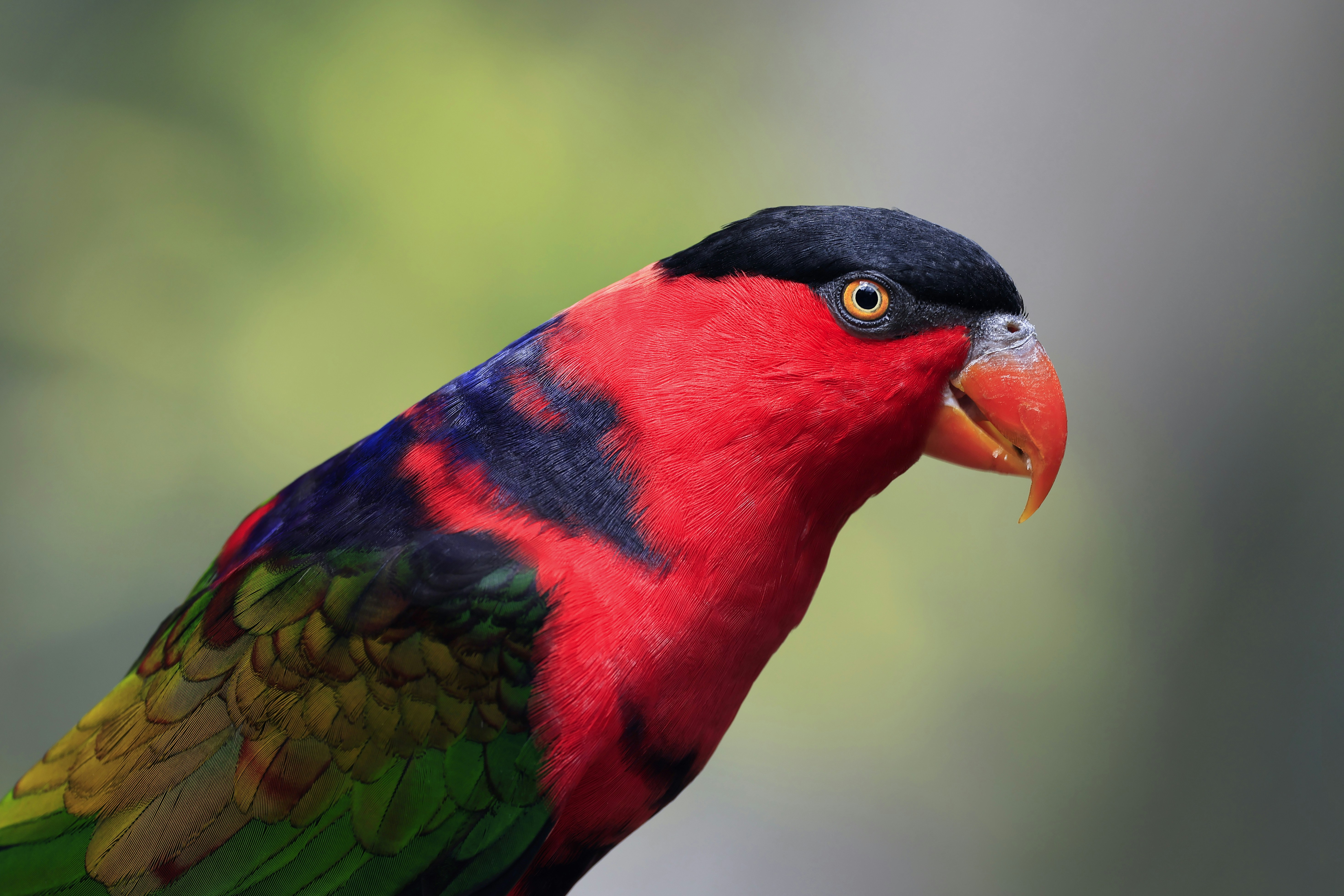 A close up of a colorful bird with a blurry background photo – Free ...