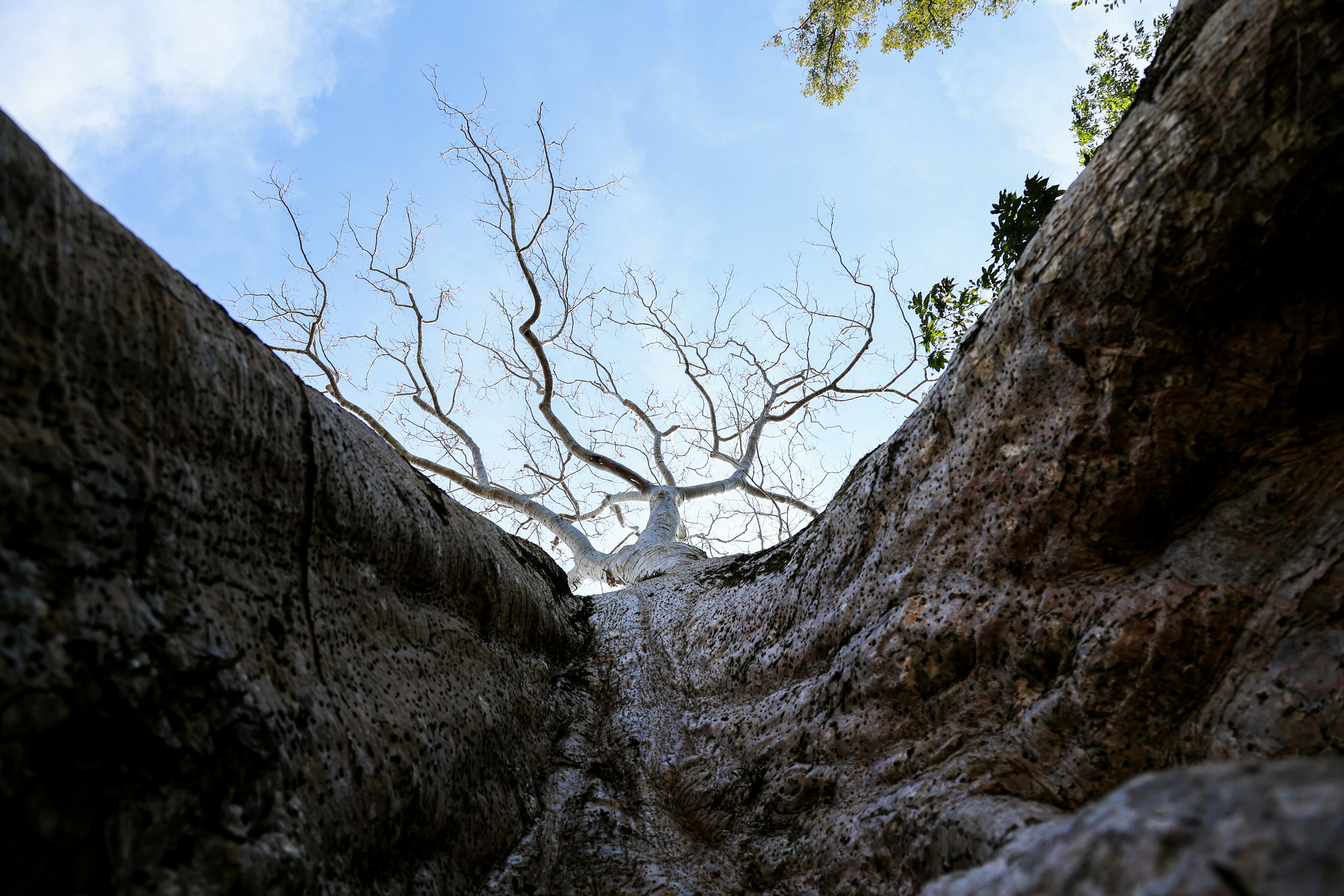 Gap of Sky: Bare Tree Framing Through a Canyon's Narrow Opening