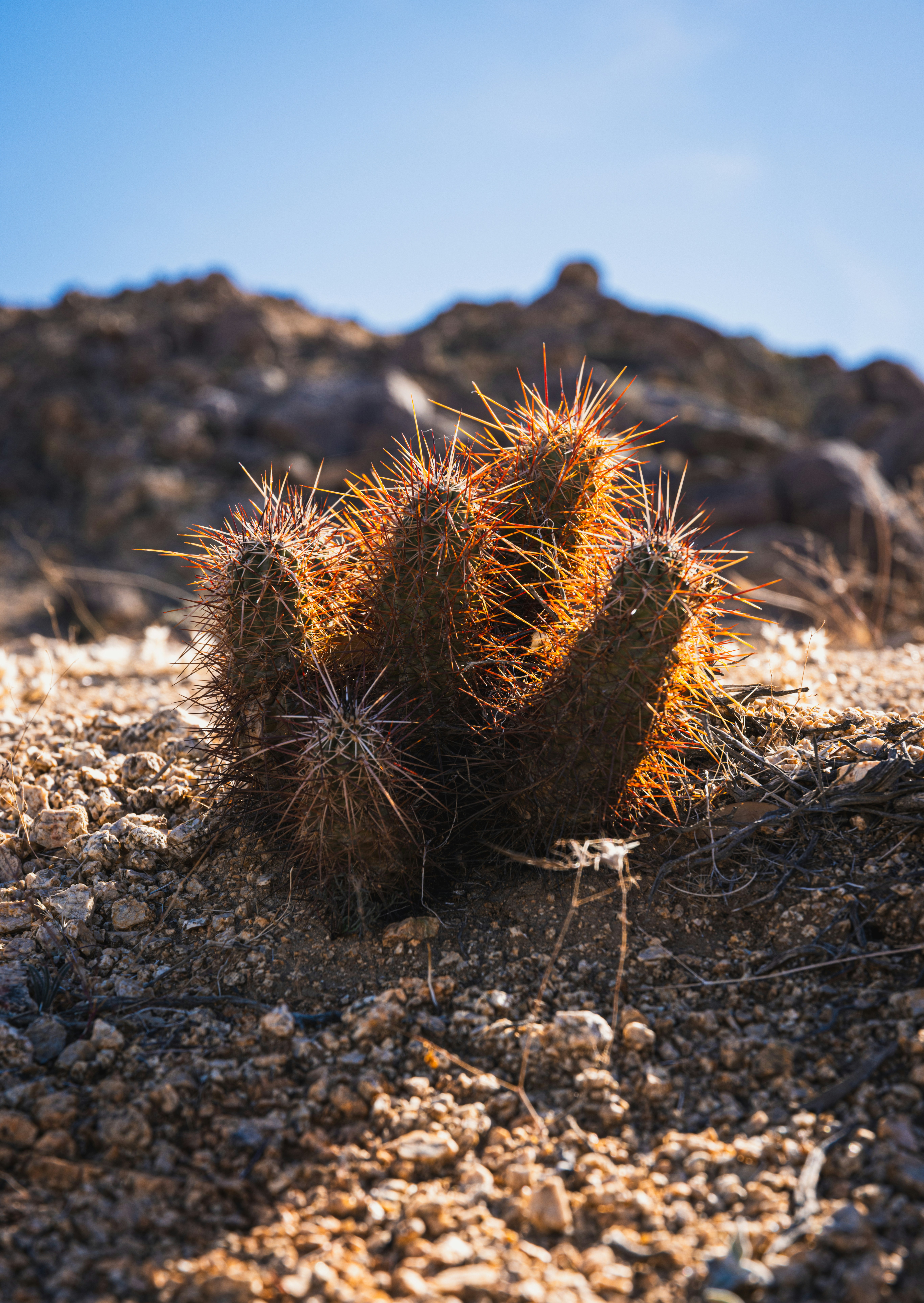 A small cactus in the middle of a desert photo – Free Fortynine palms ...