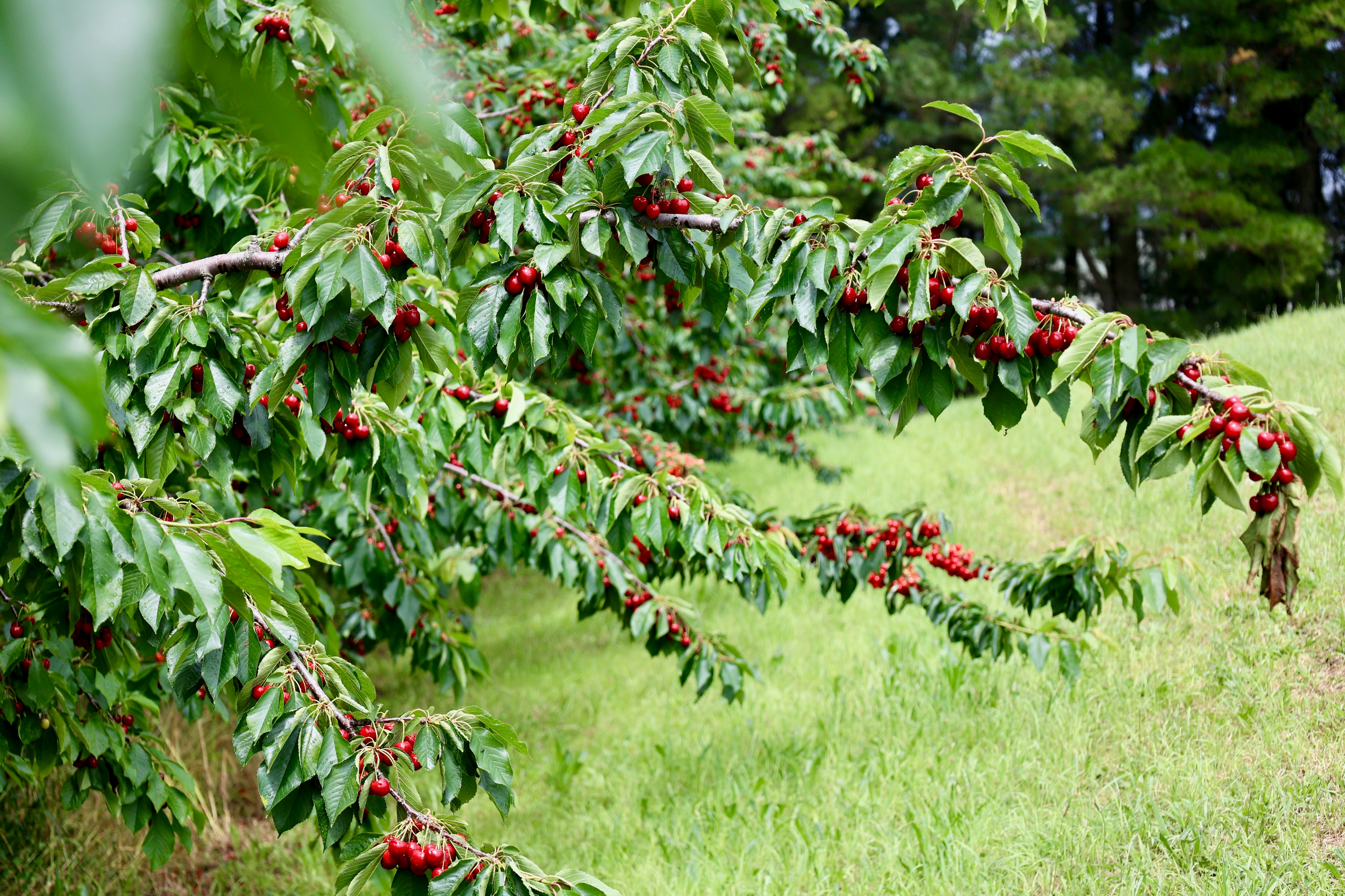 A row of trees with red berries on them photo – Free Australia Image on ...