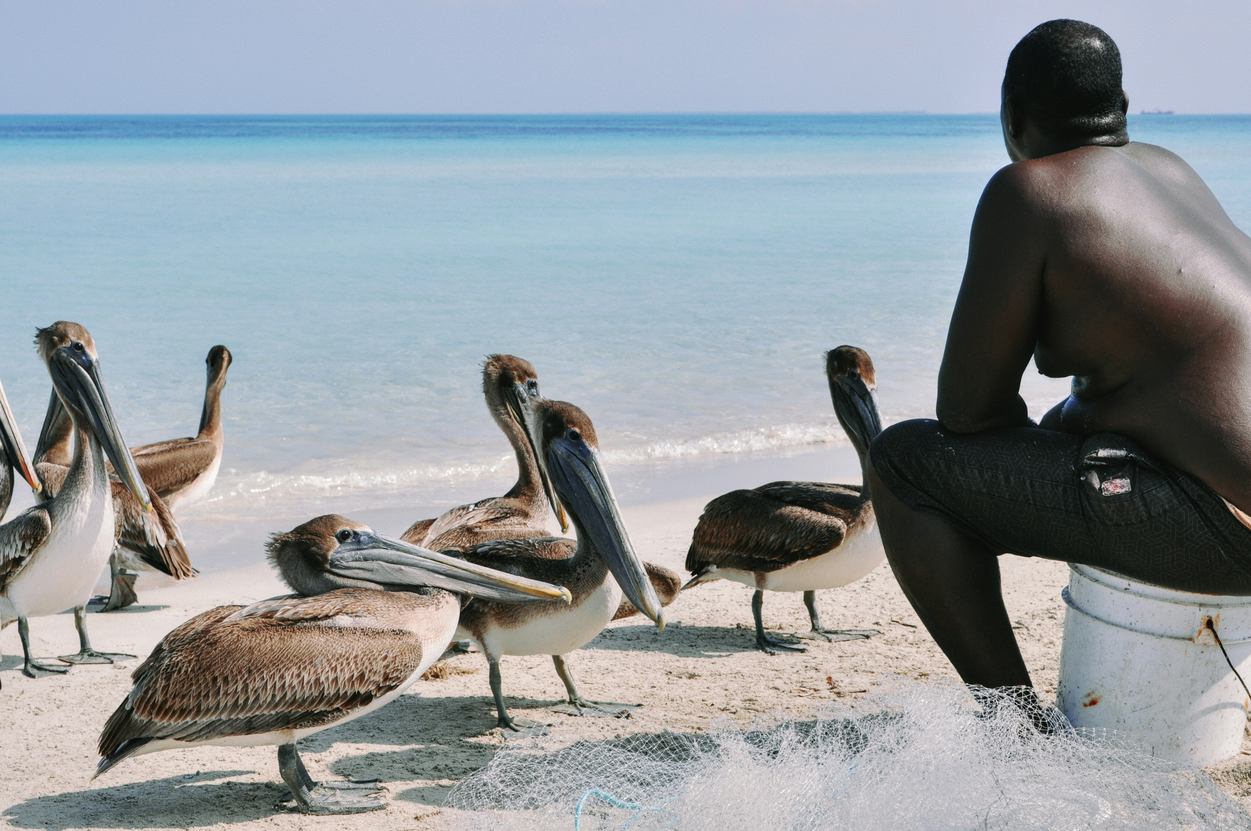 Pelican Parade on a Turquoise Shore